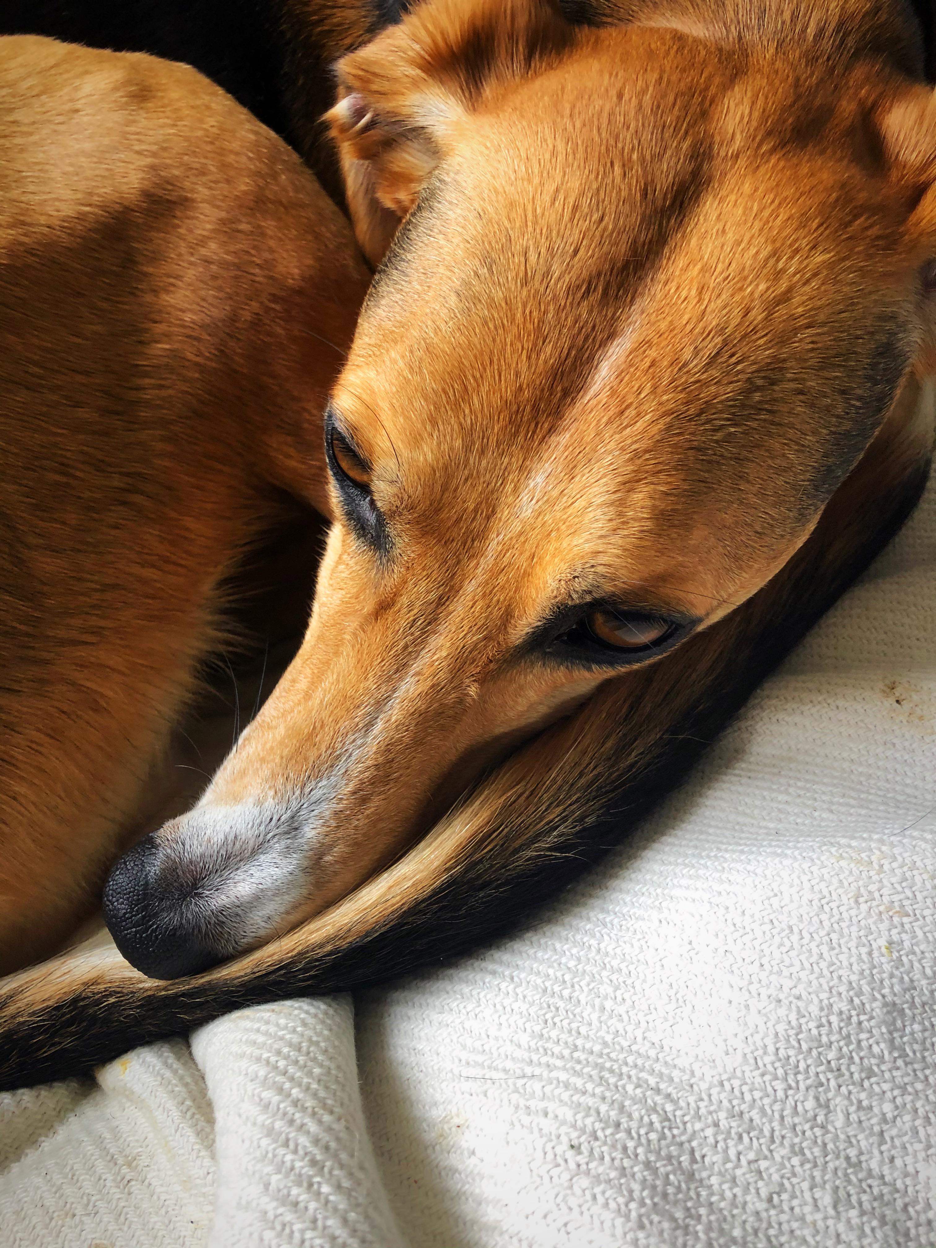 Long Boye doing the bendy snoot curl up | Scrolller
