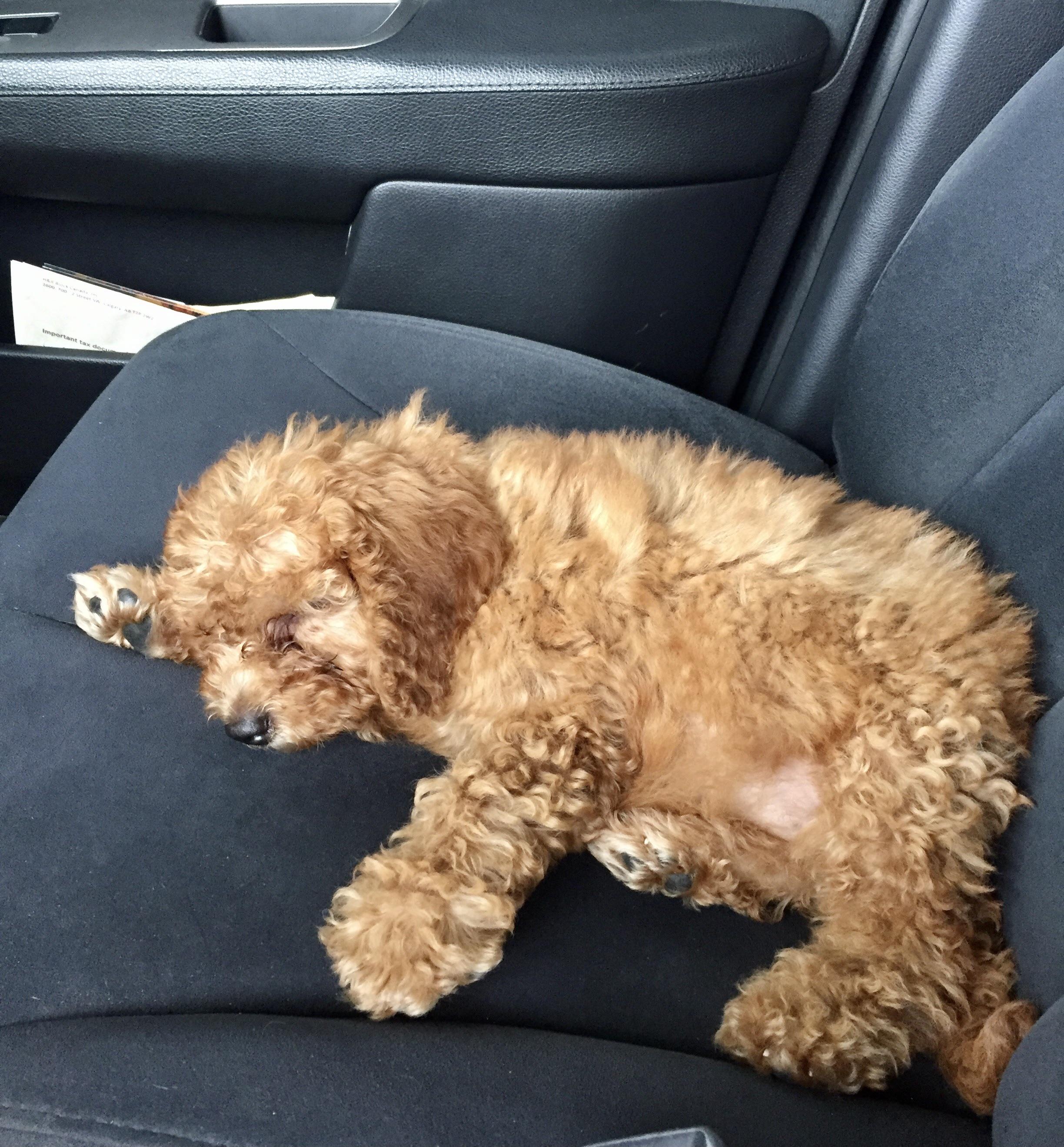 Long day at the dog park | Scrolller