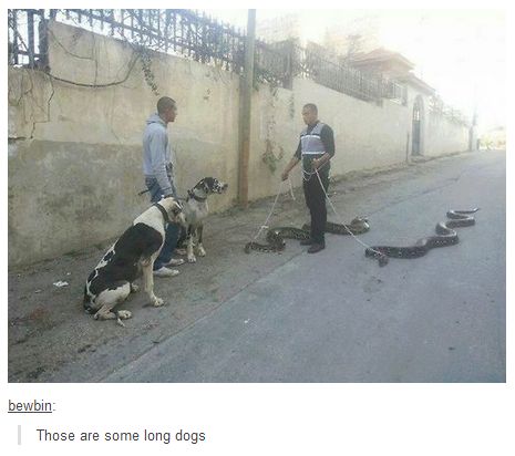 long dogs | Scrolller