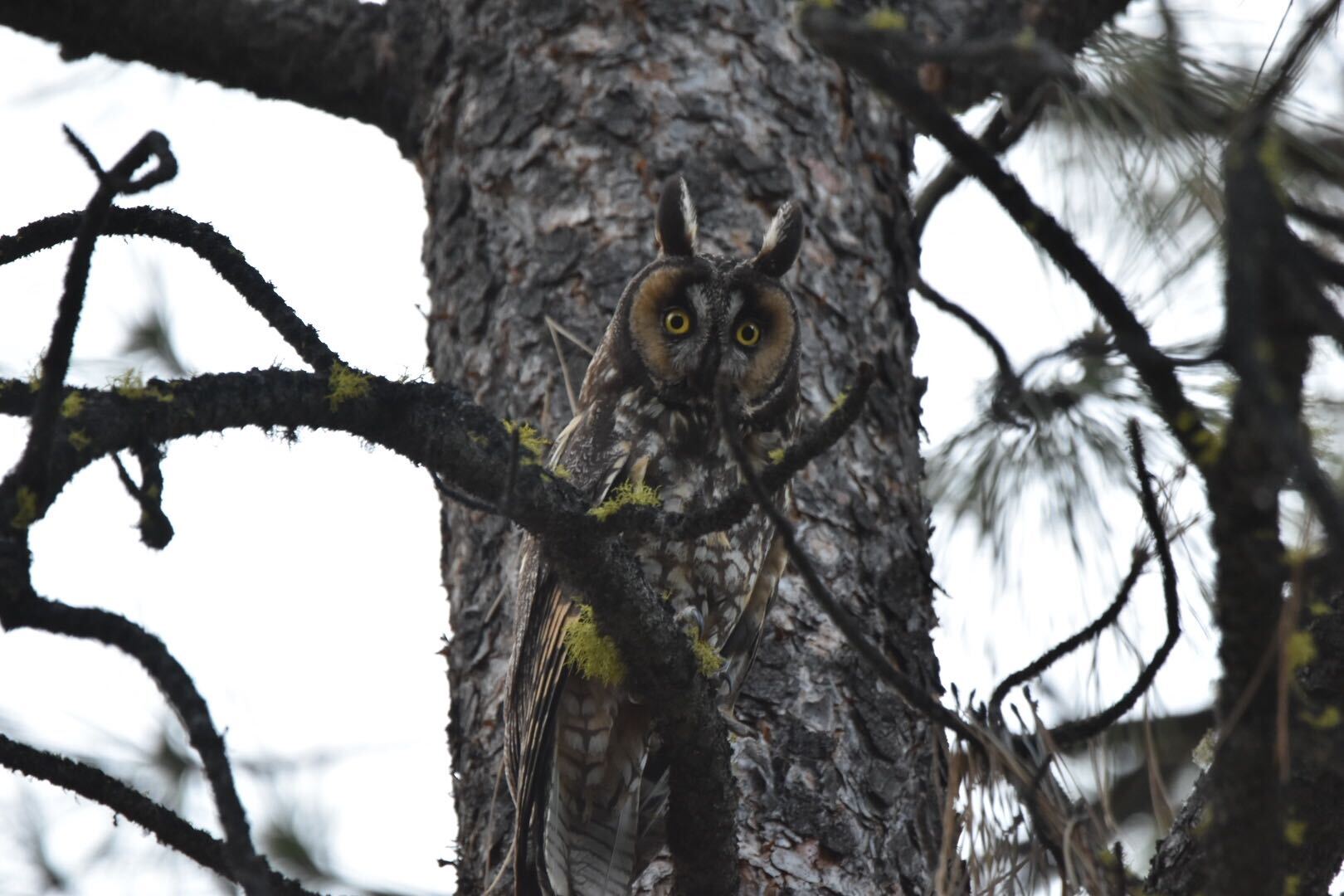 Long-Eared Owl [Methow Valley, WA, USA] | Scrolller