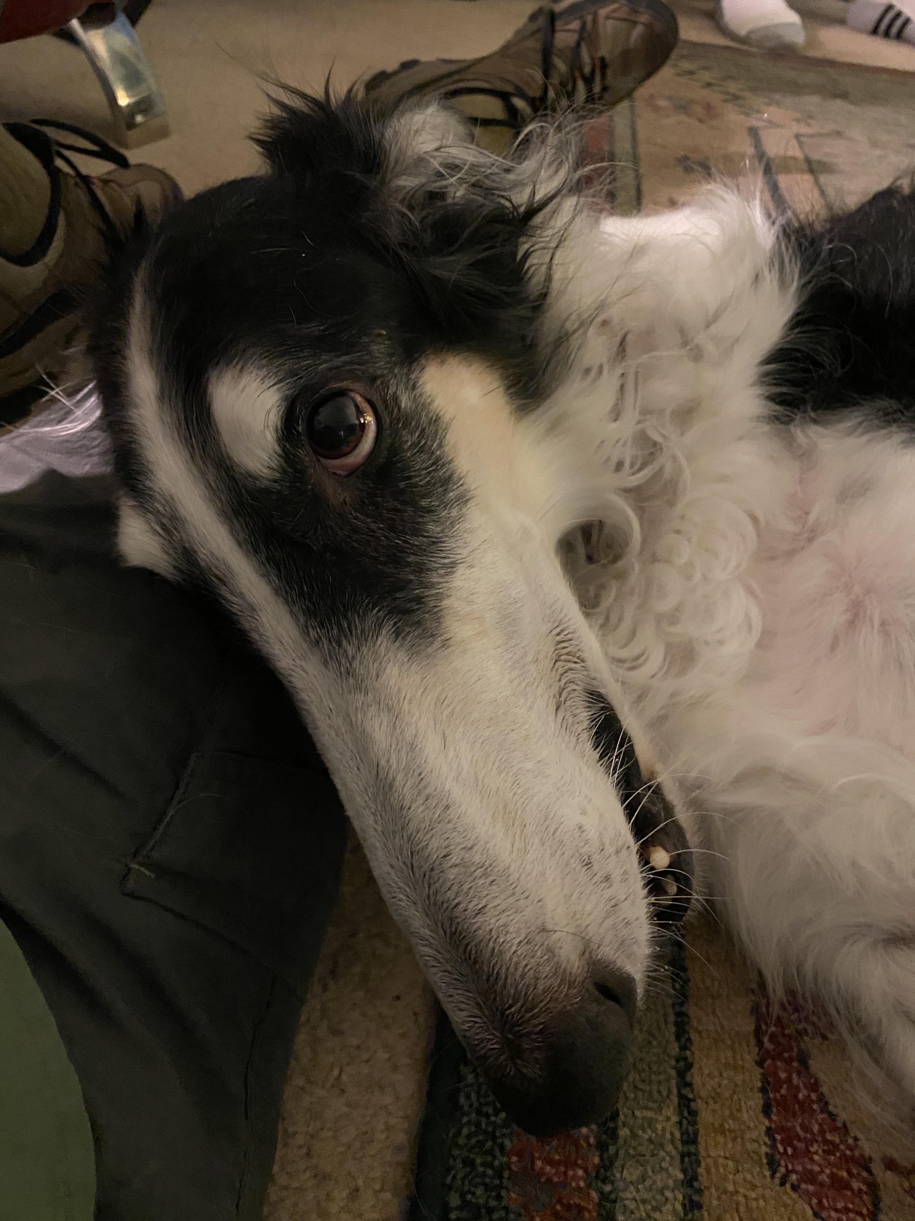 Long live my sweet long boi | Scrolller