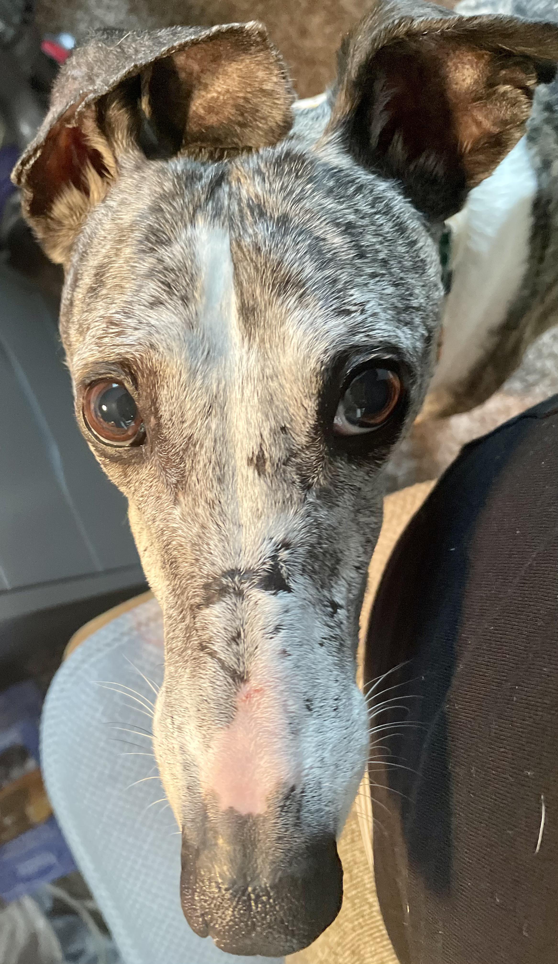 Long snoot boy | Scrolller