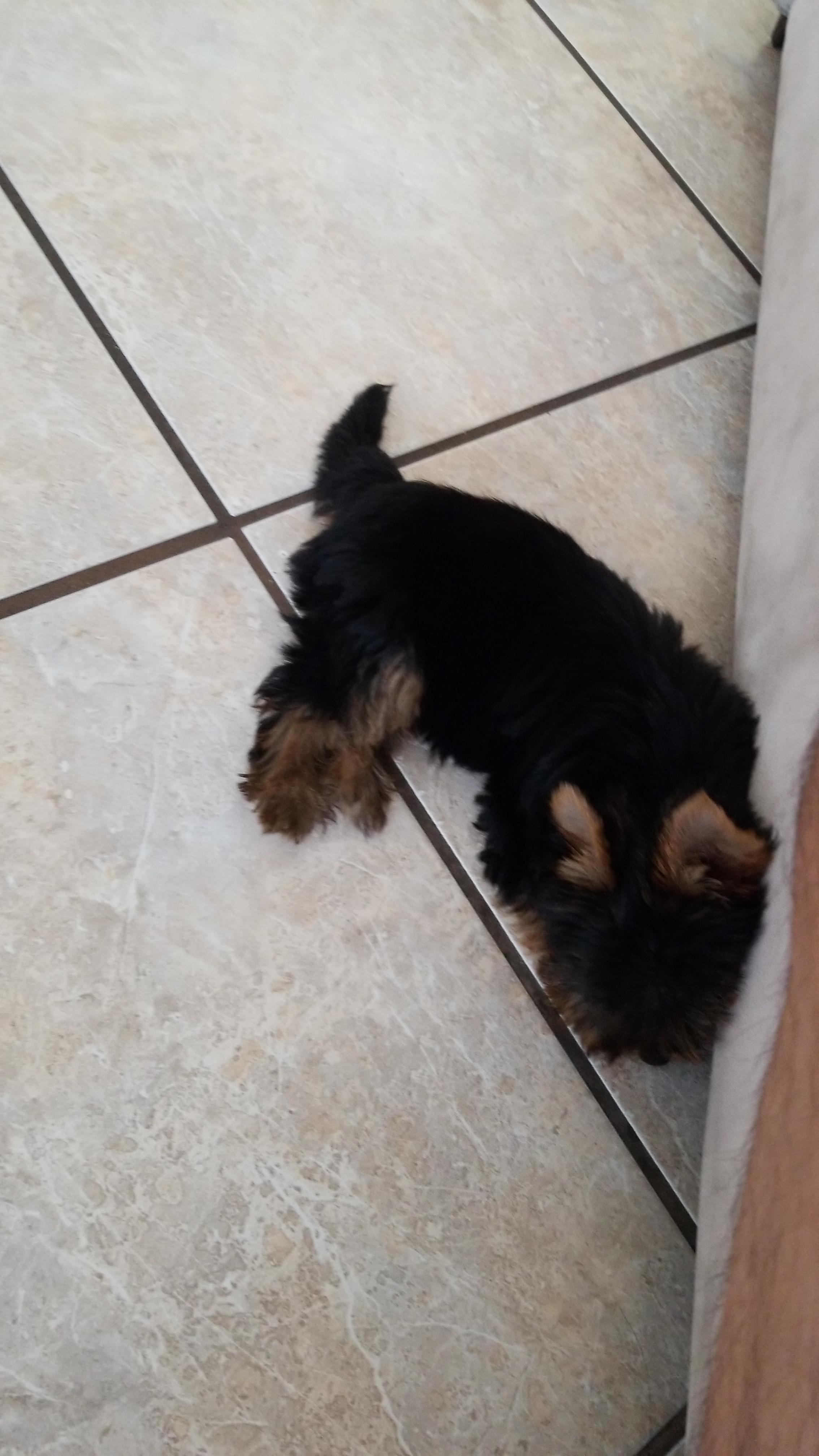 Look at my puppy | Scrolller