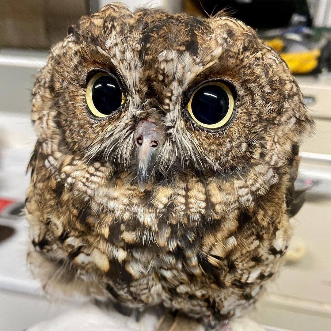 Look At The Cute Face💞💞 Scrolller
