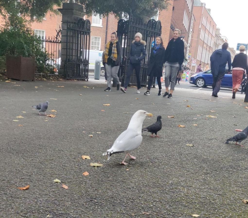 look at the neck on this lad | Scrolller