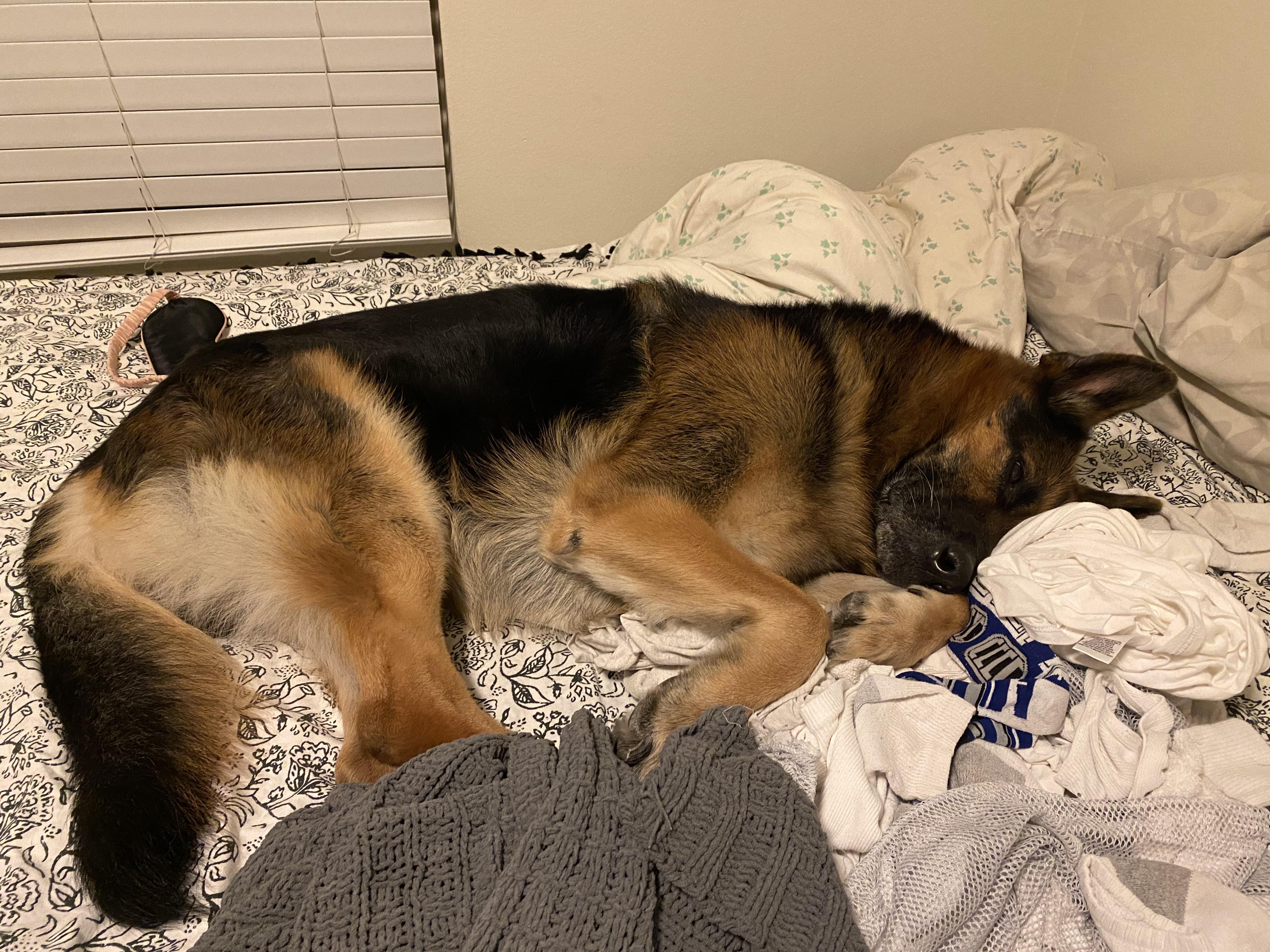 Look at those paws.. extra large squirrel in my bed. | Scrolller