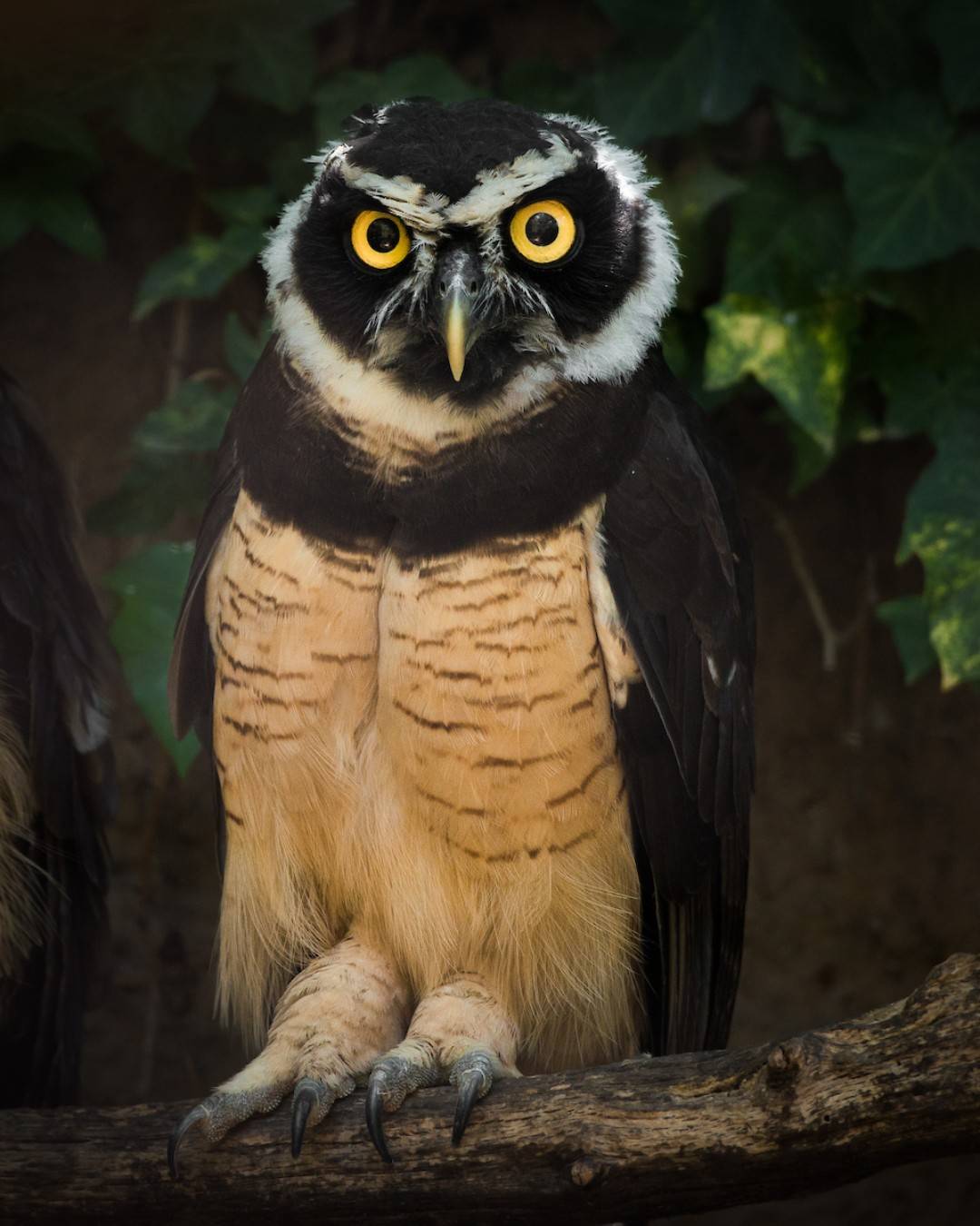 look so beautiful owls.. | Scrolller