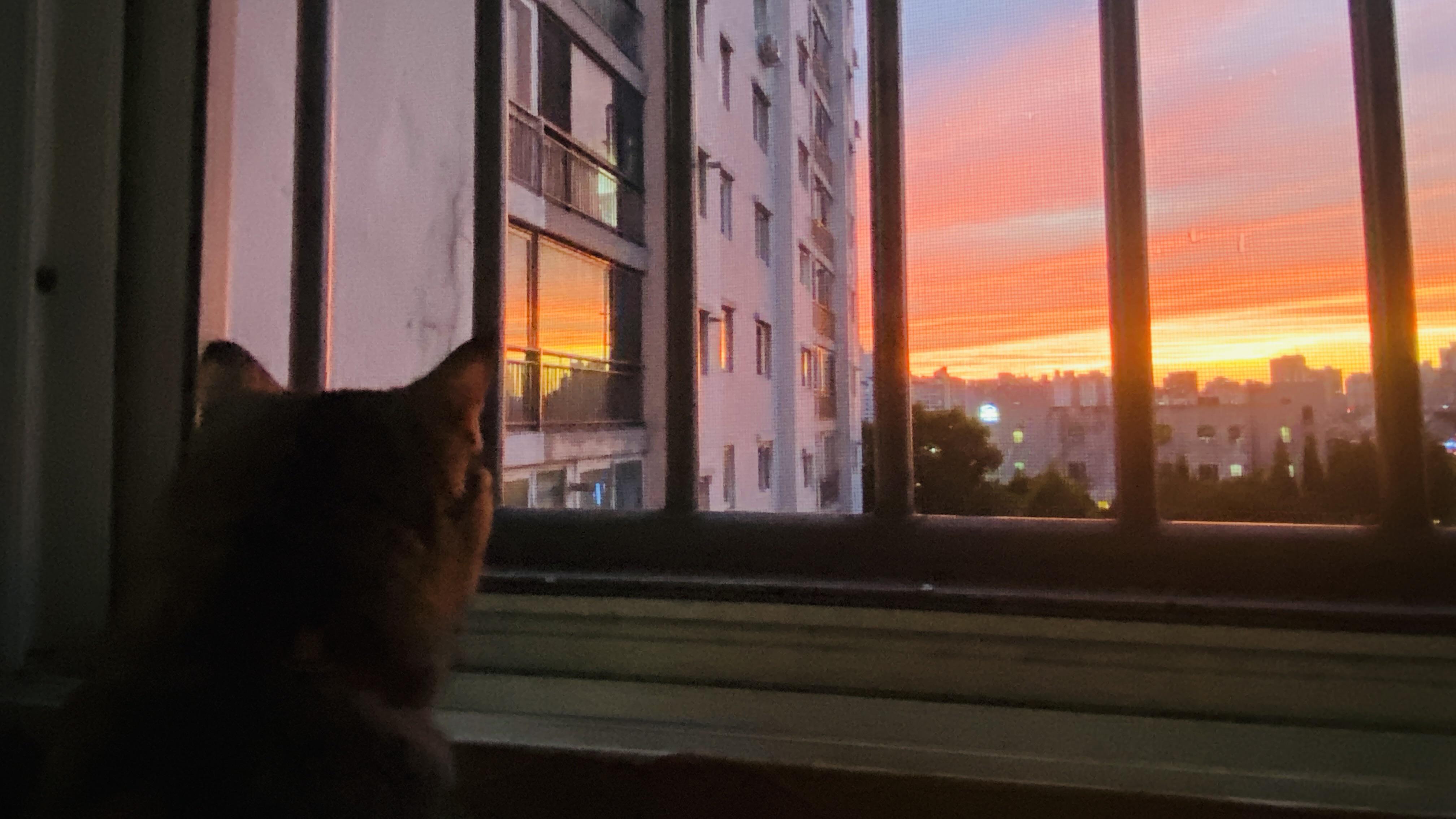 Looking out the window | Scrolller