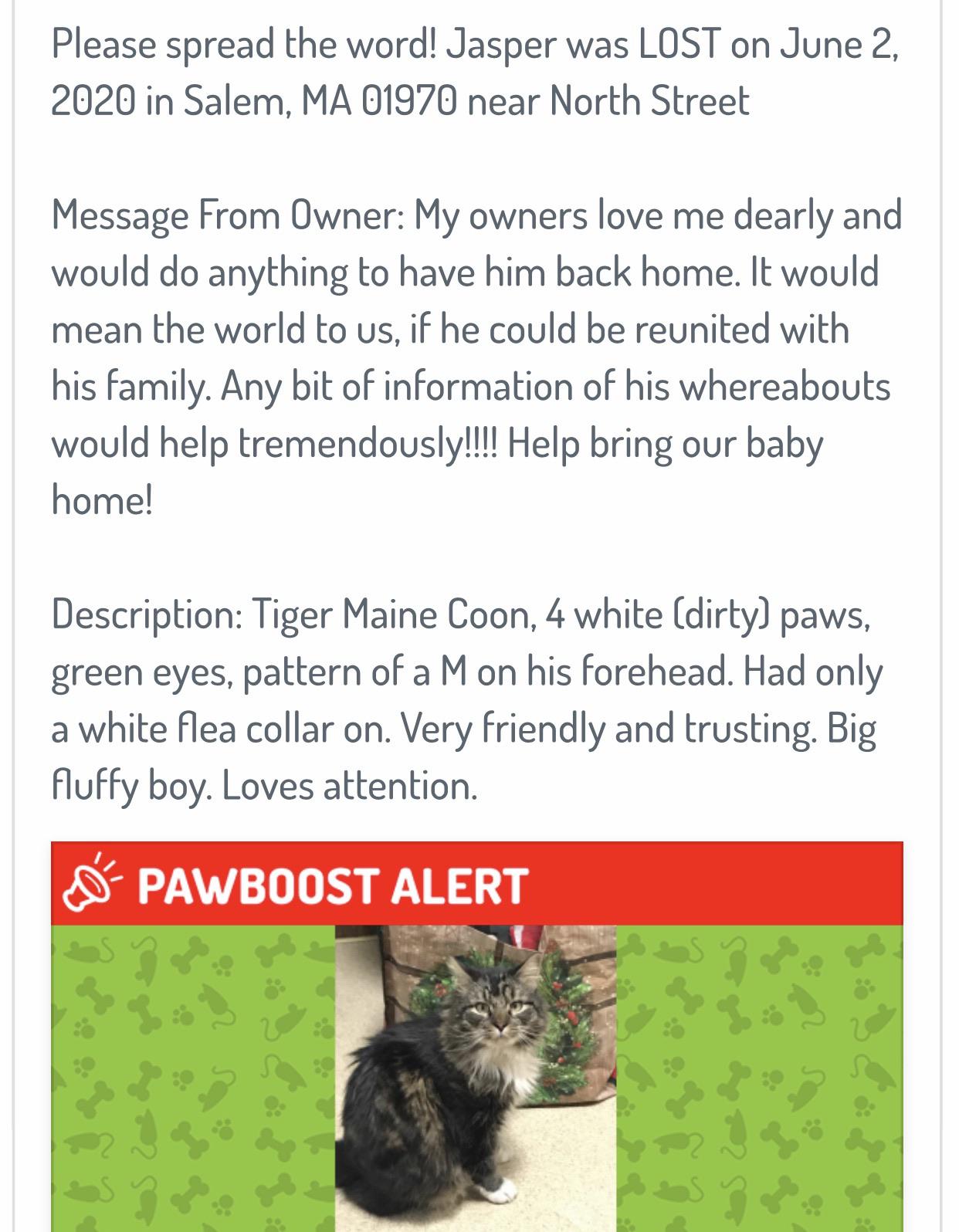 Lost Cat | Scrolller