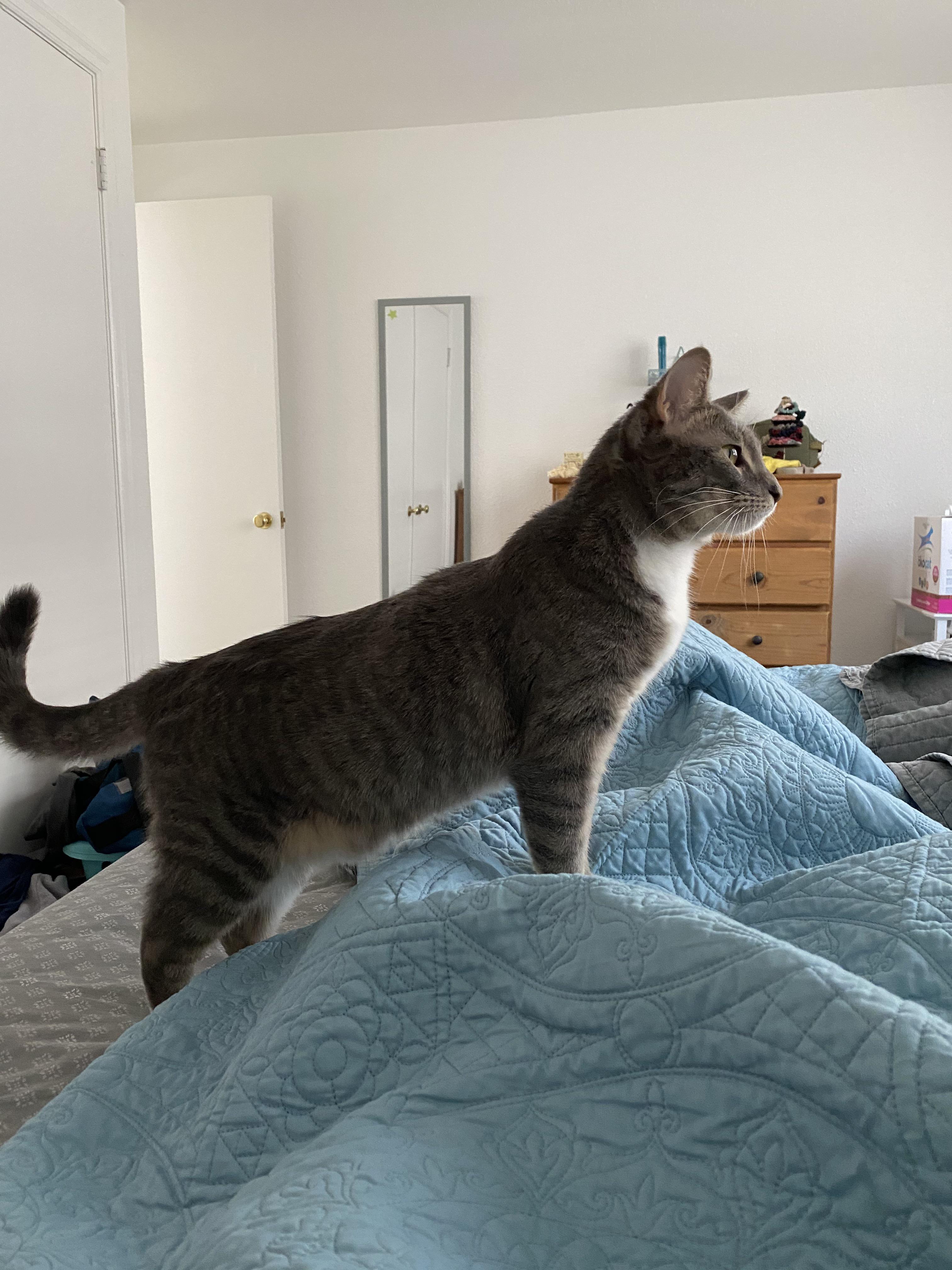 Lost Cat | Scrolller