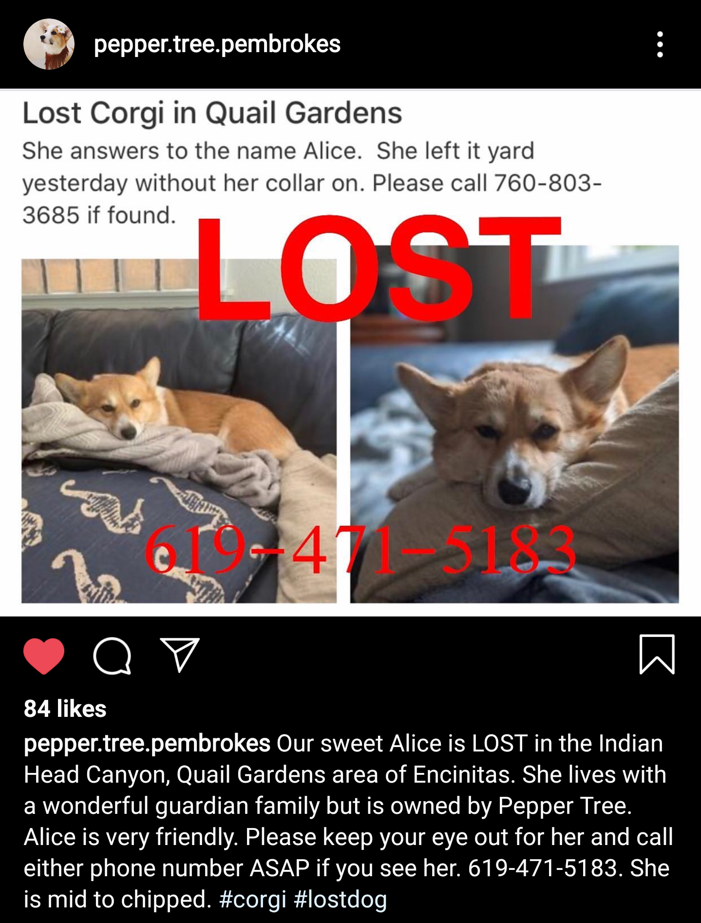 Lost Corgi - Please Be On The Lookout! | Scrolller