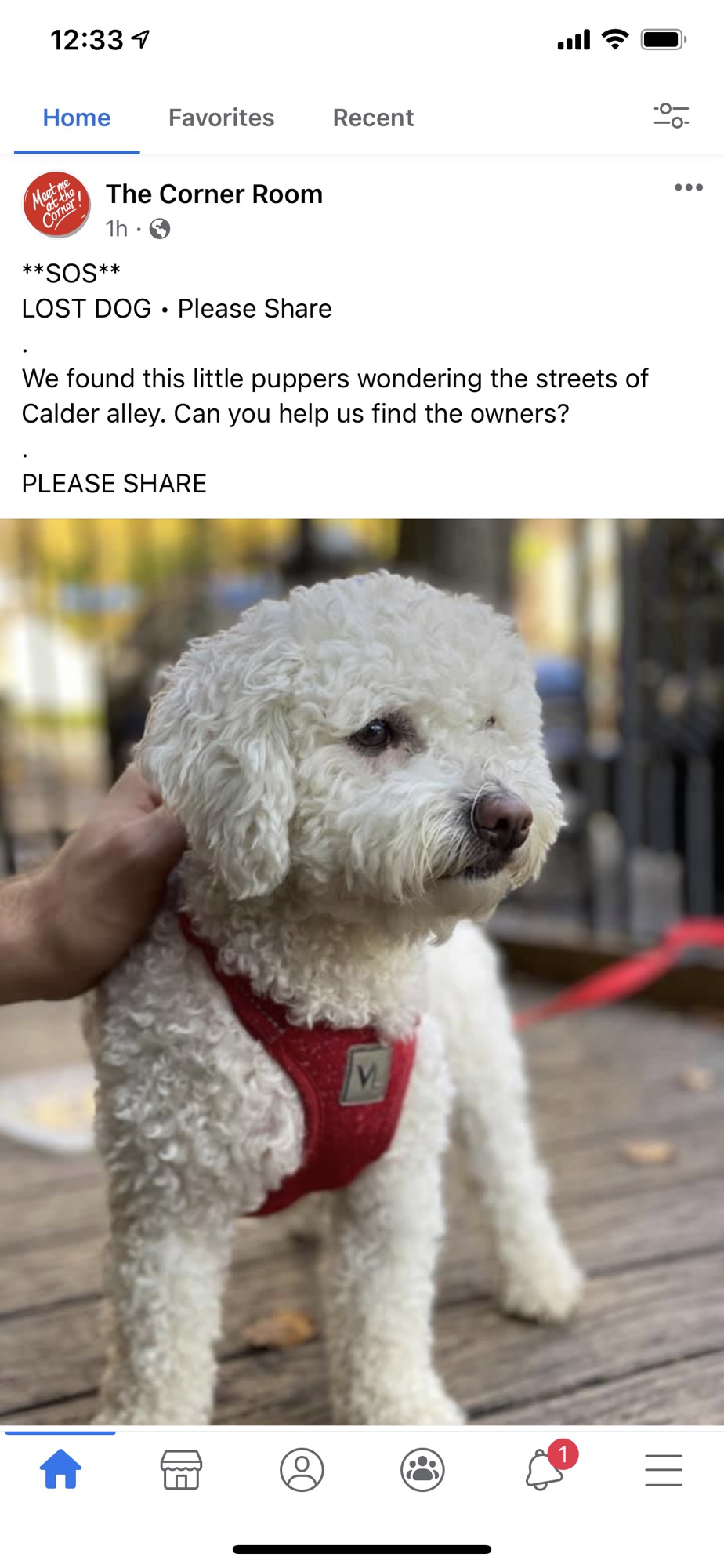 Lost dog | Scrolller