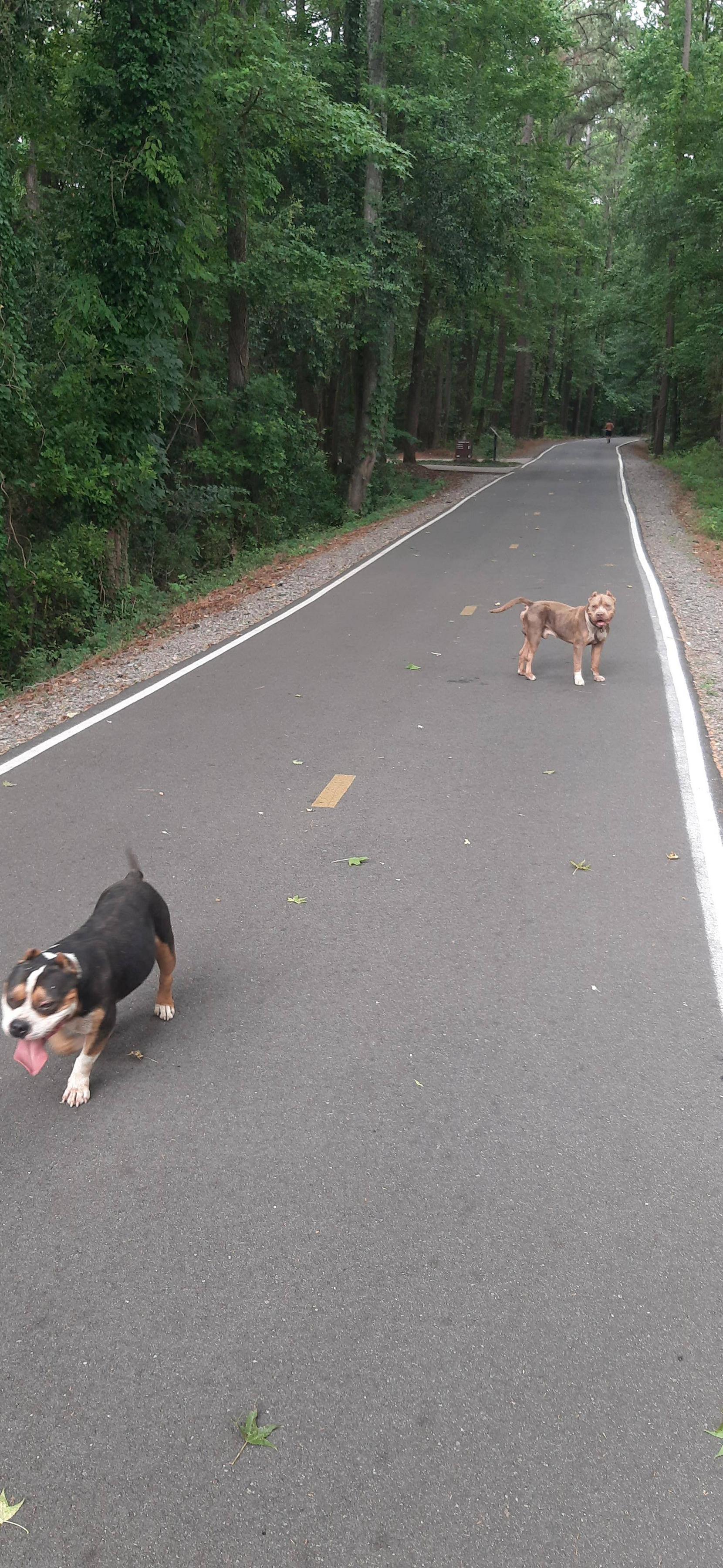 Lost dogs? | Scrolller