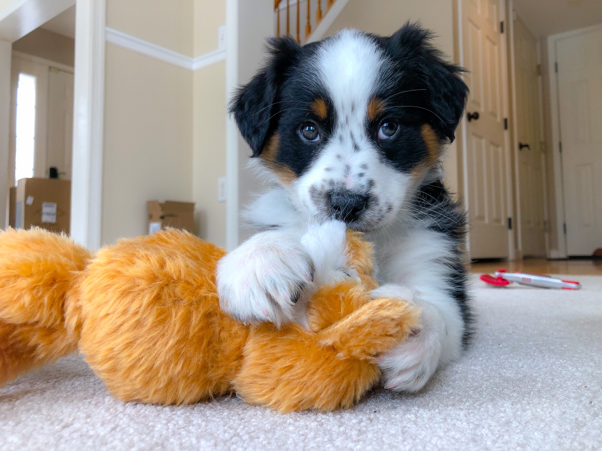 Lotties First Full Day In Her New Home Scrolller