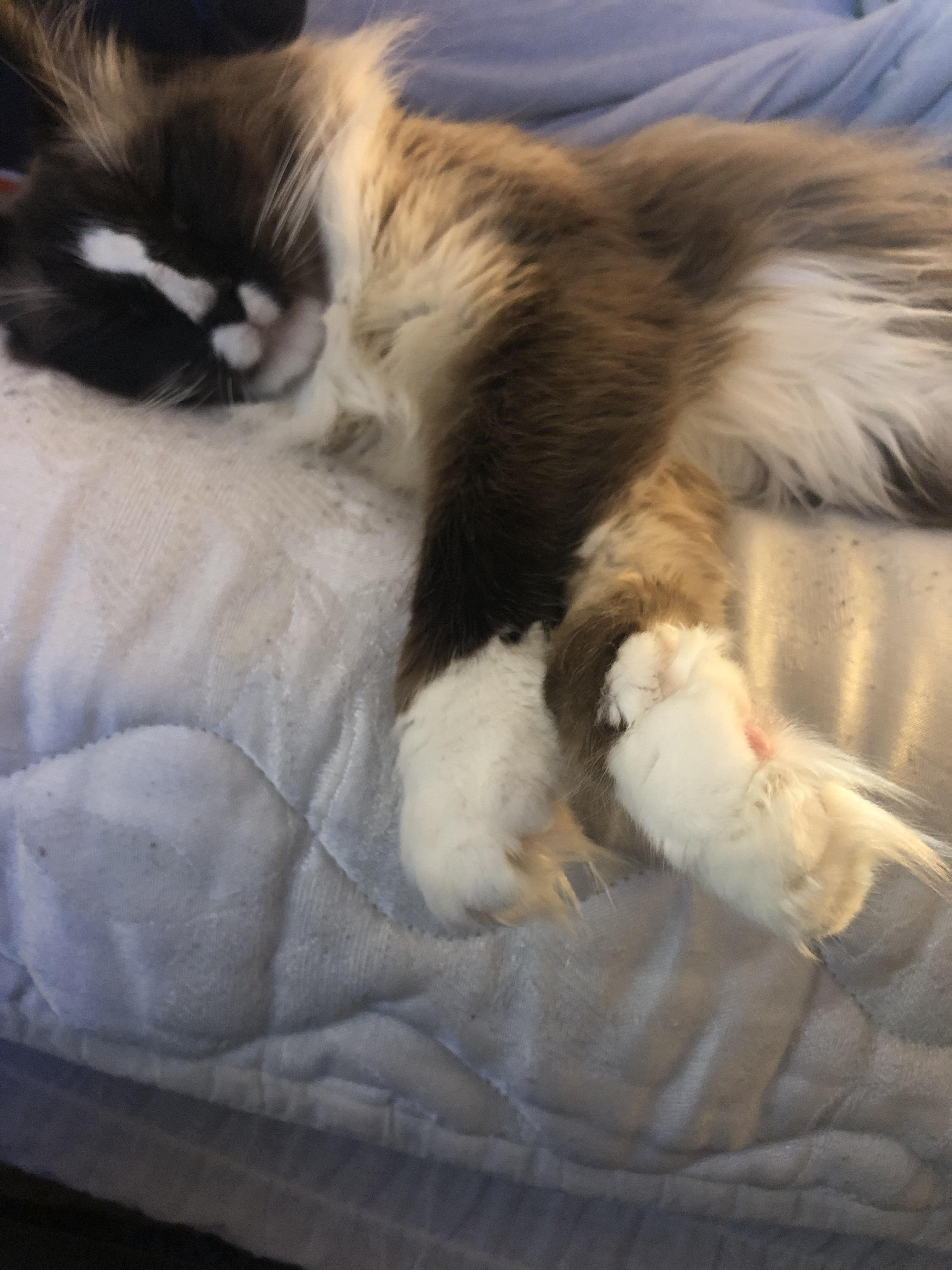Love his fluffy beans | Scrolller