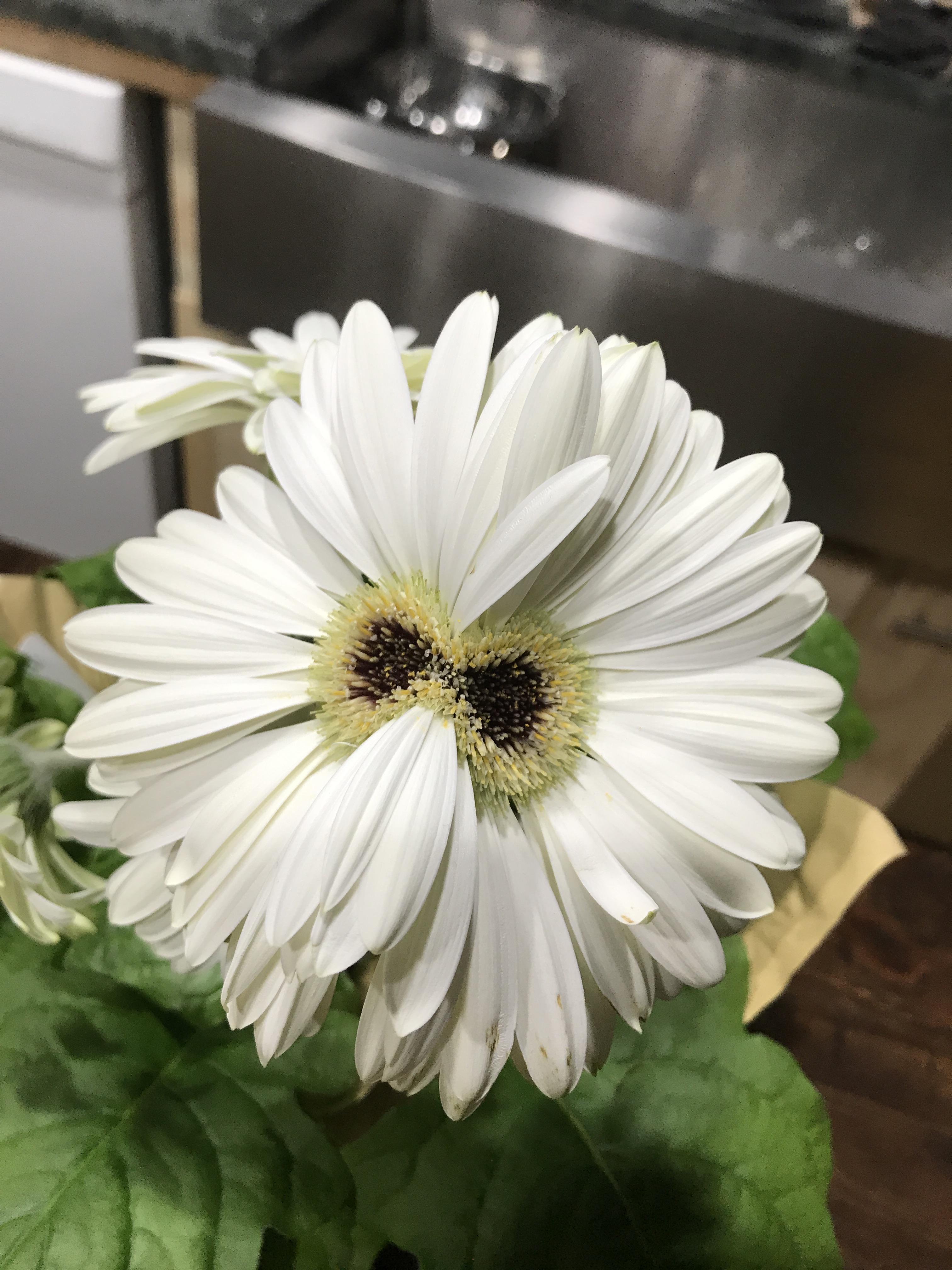 Love this flower mutation | Scrolller