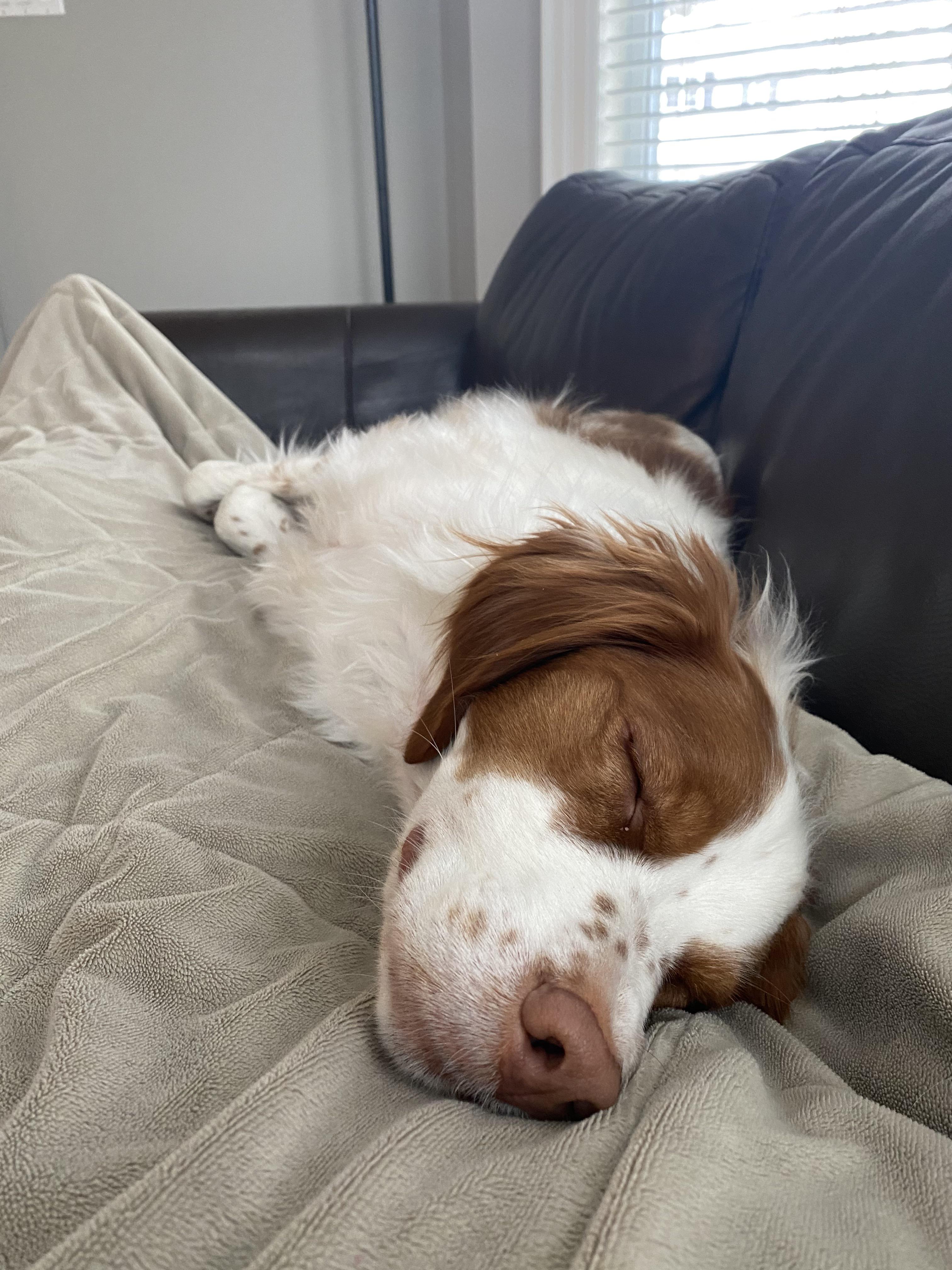 Loving a rare Friday afternoon nap! | Scrolller