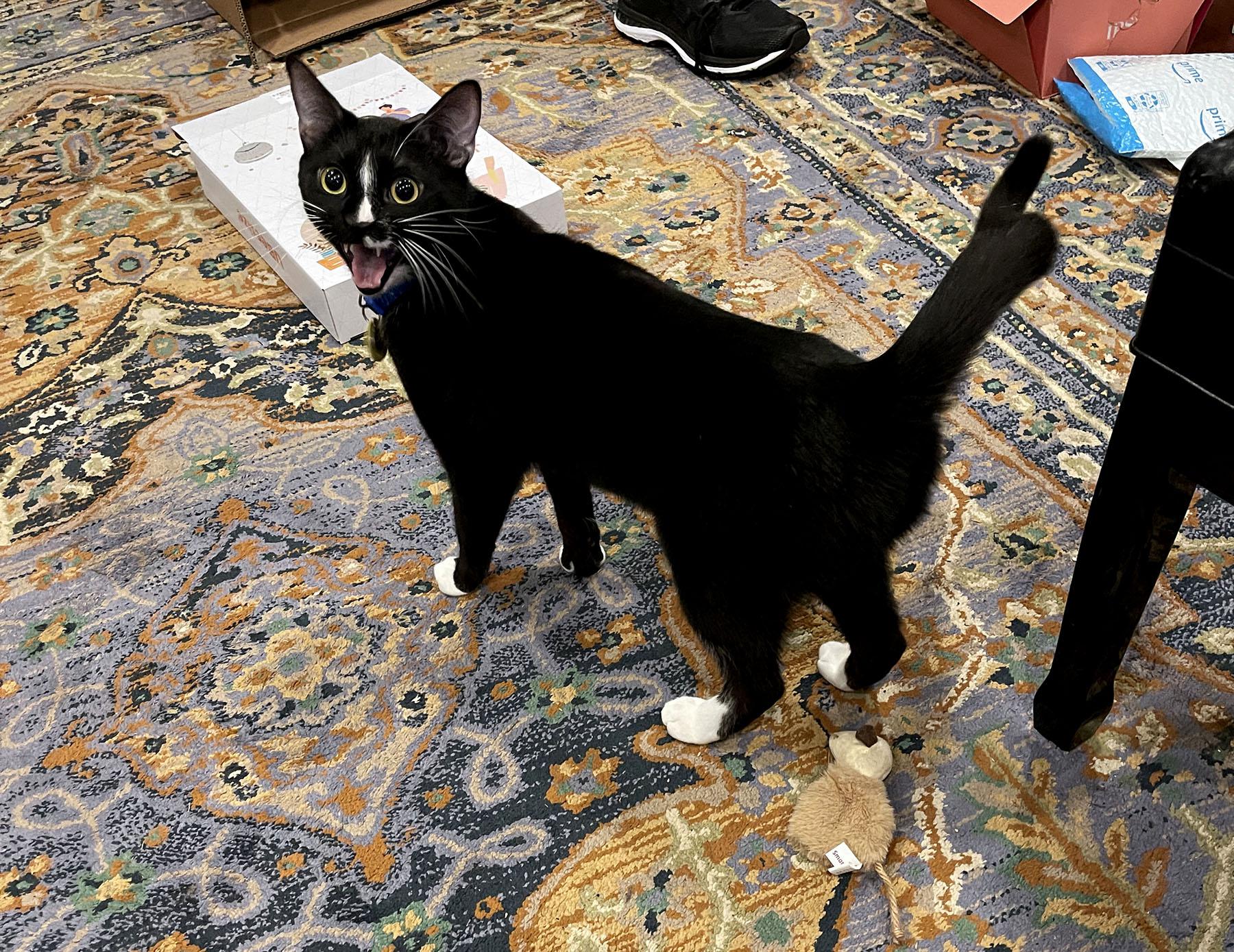 Lucas makes threats, demands we play fetch | Scrolller