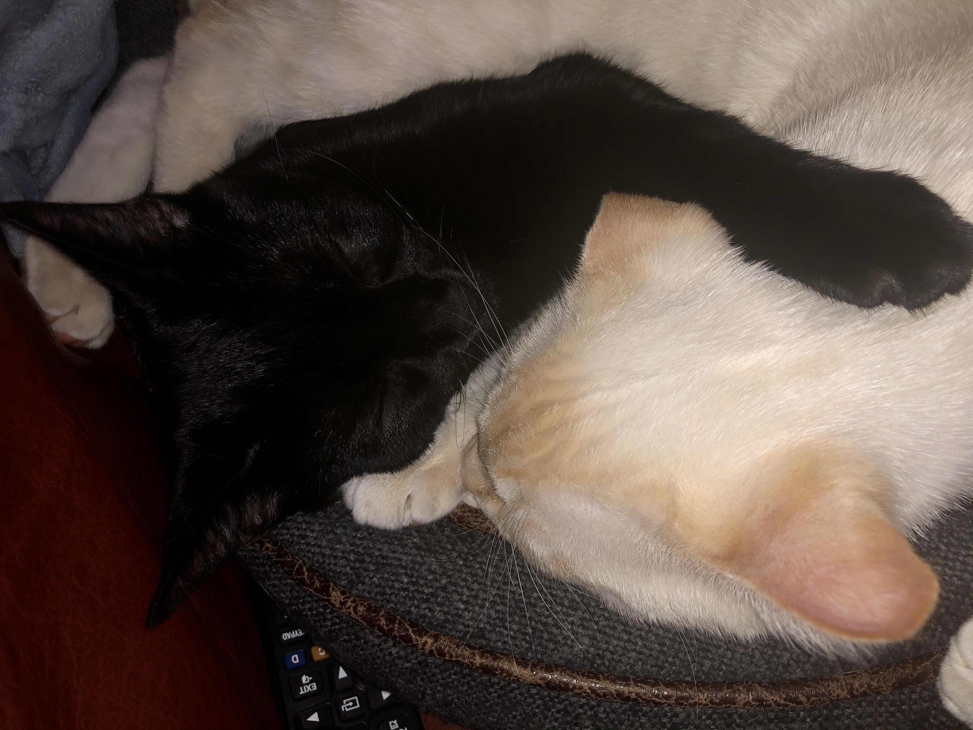 Luci and Bender are always cuddling | Scrolller