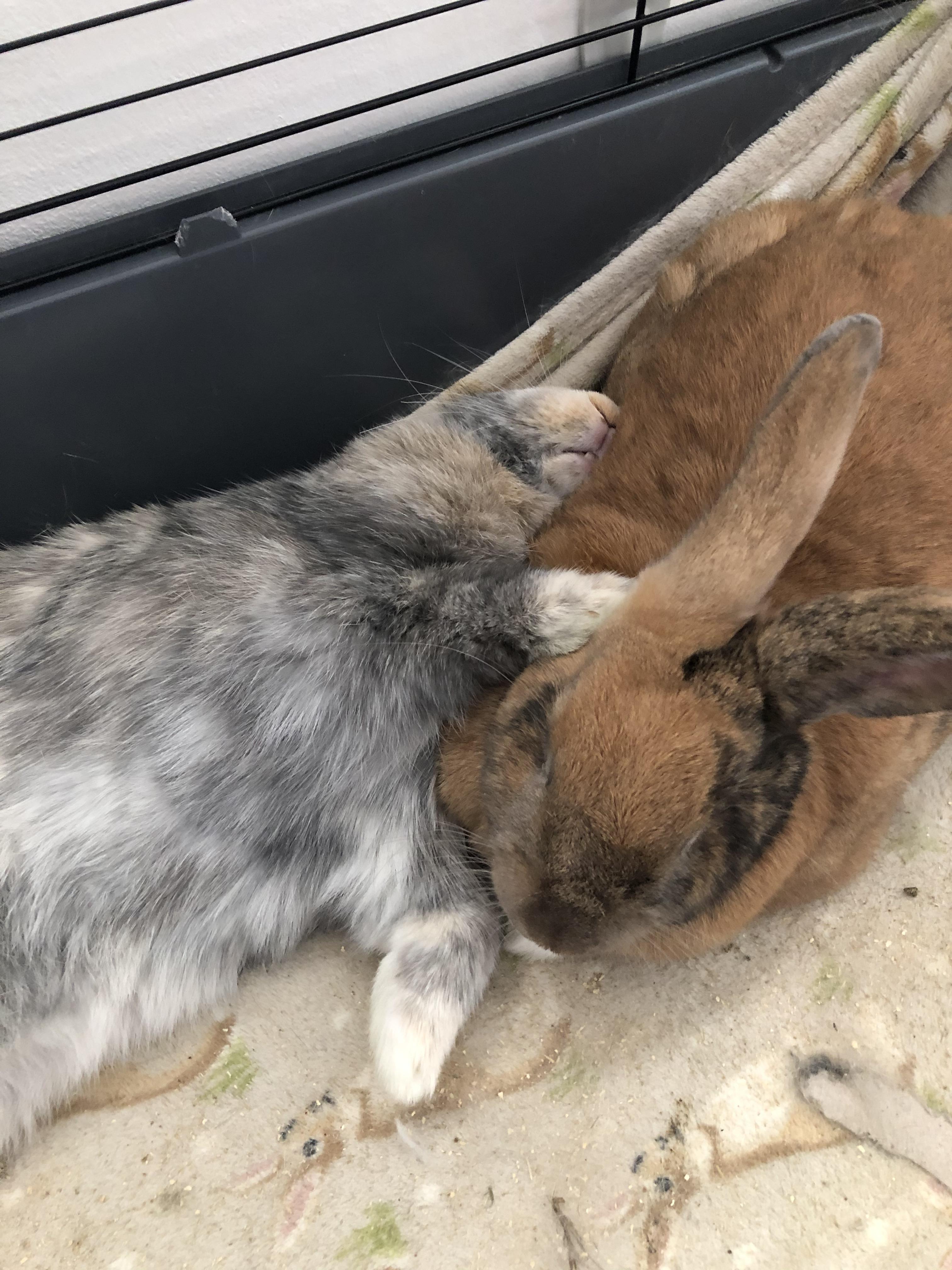 Lucy is fast asleep | Scrolller