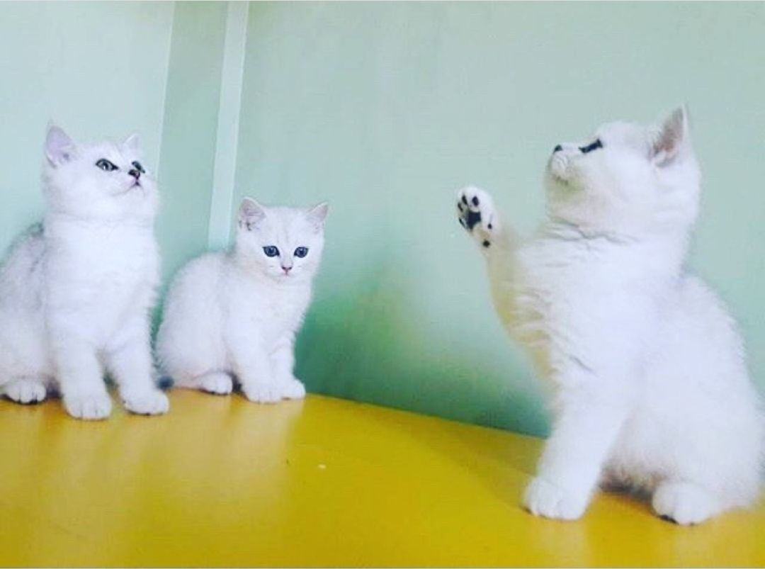 Luke ova there! | Scrolller