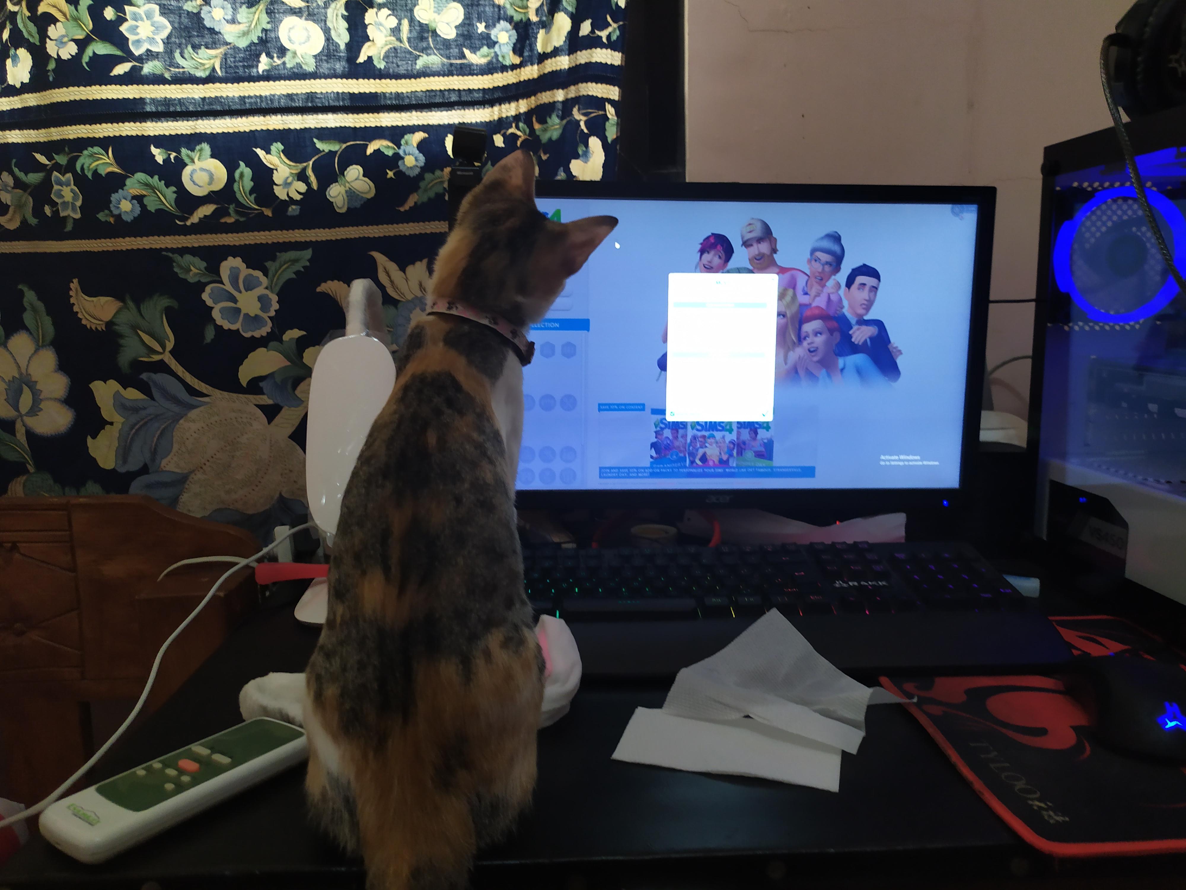 lulu the curious cat ~ | Scrolller