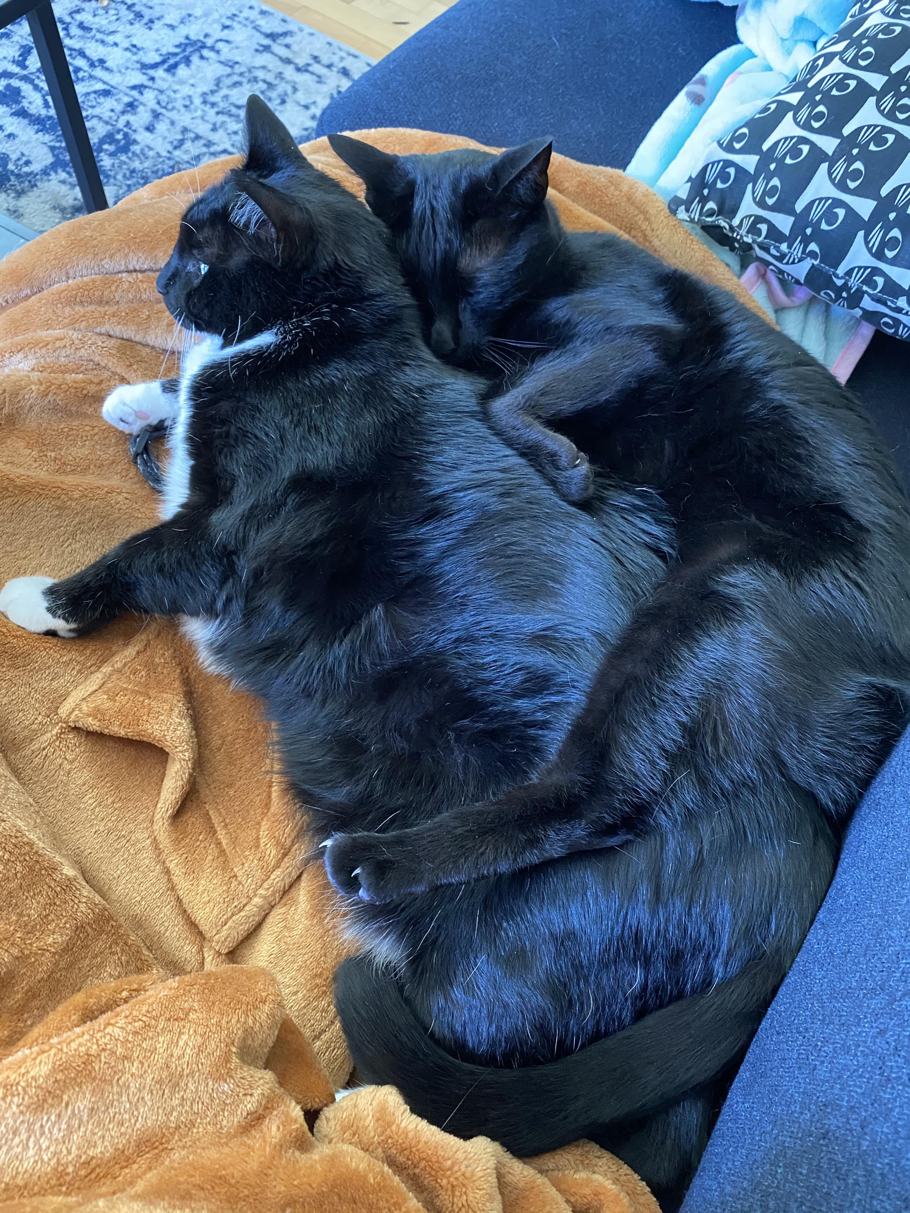 Luna and Zelda are always cuddling. | Scrolller
