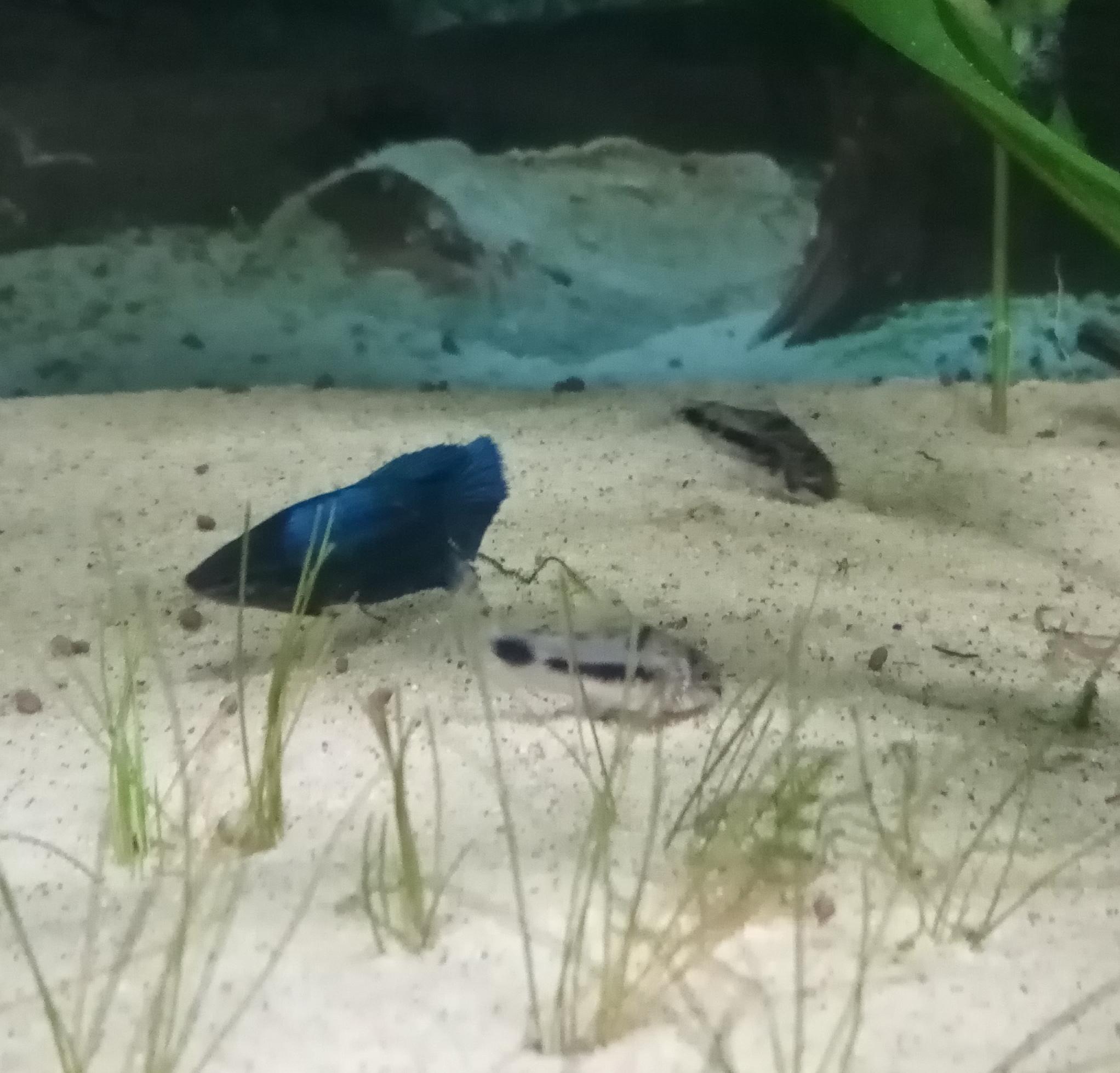 Luna hanging with her Cory pals! 😁 | Scrolller