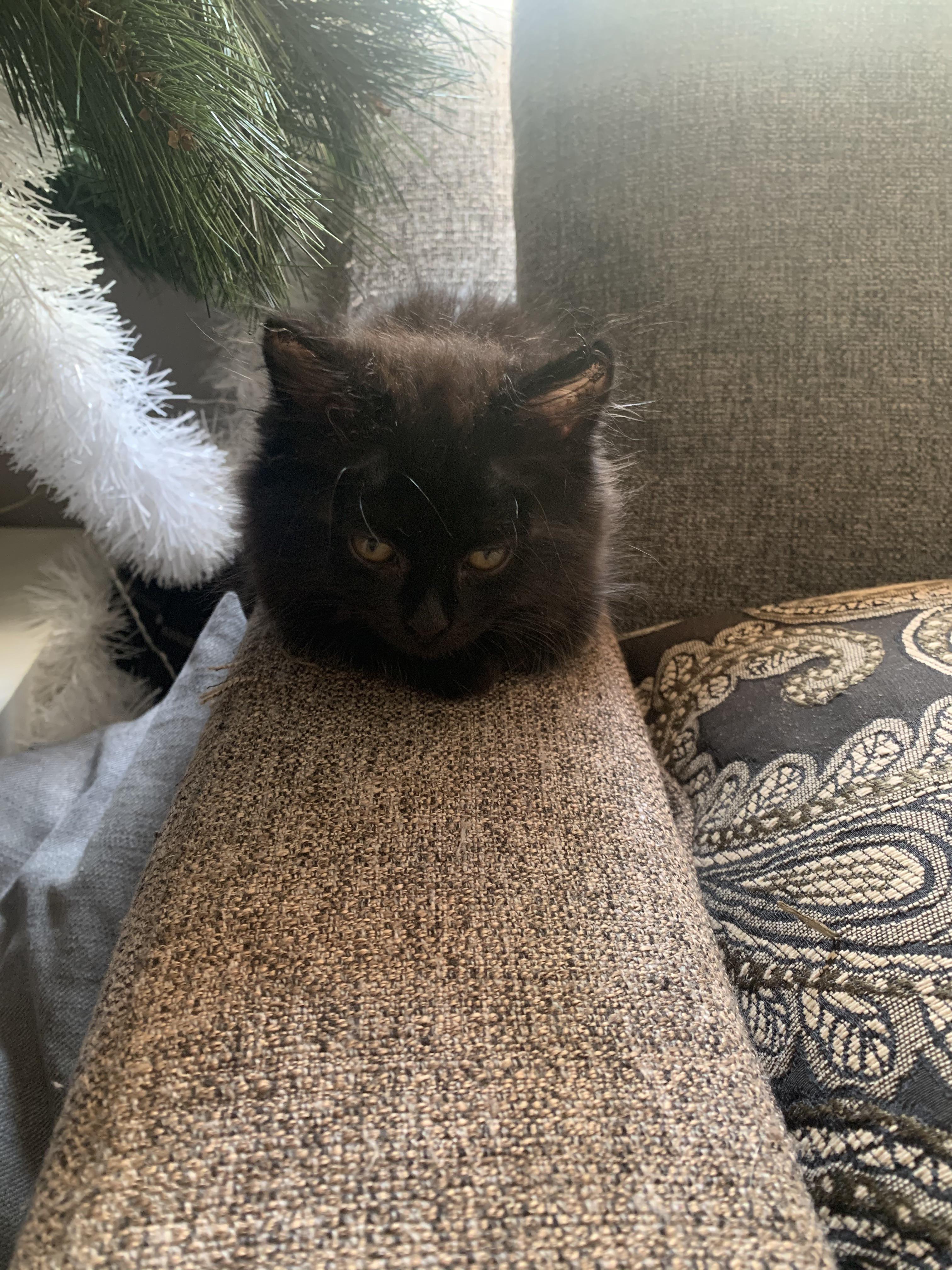 Luna the Loaf | Scrolller