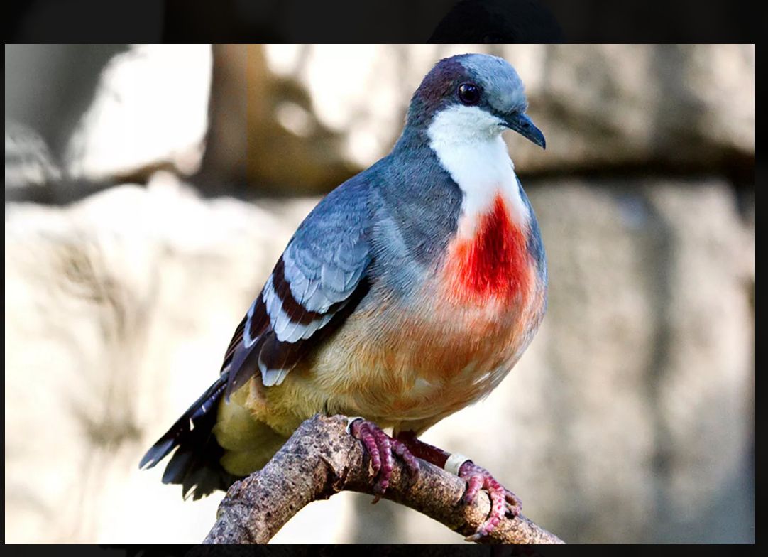 Luzon bleeding heart dove | Scrolller