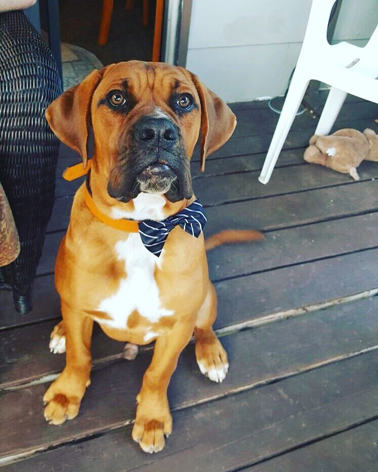 Mack-5 months, 60 lbs | Scrolller