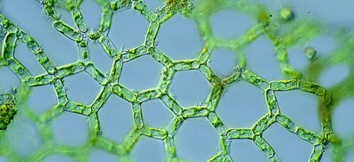 macroalgae | Scrolller