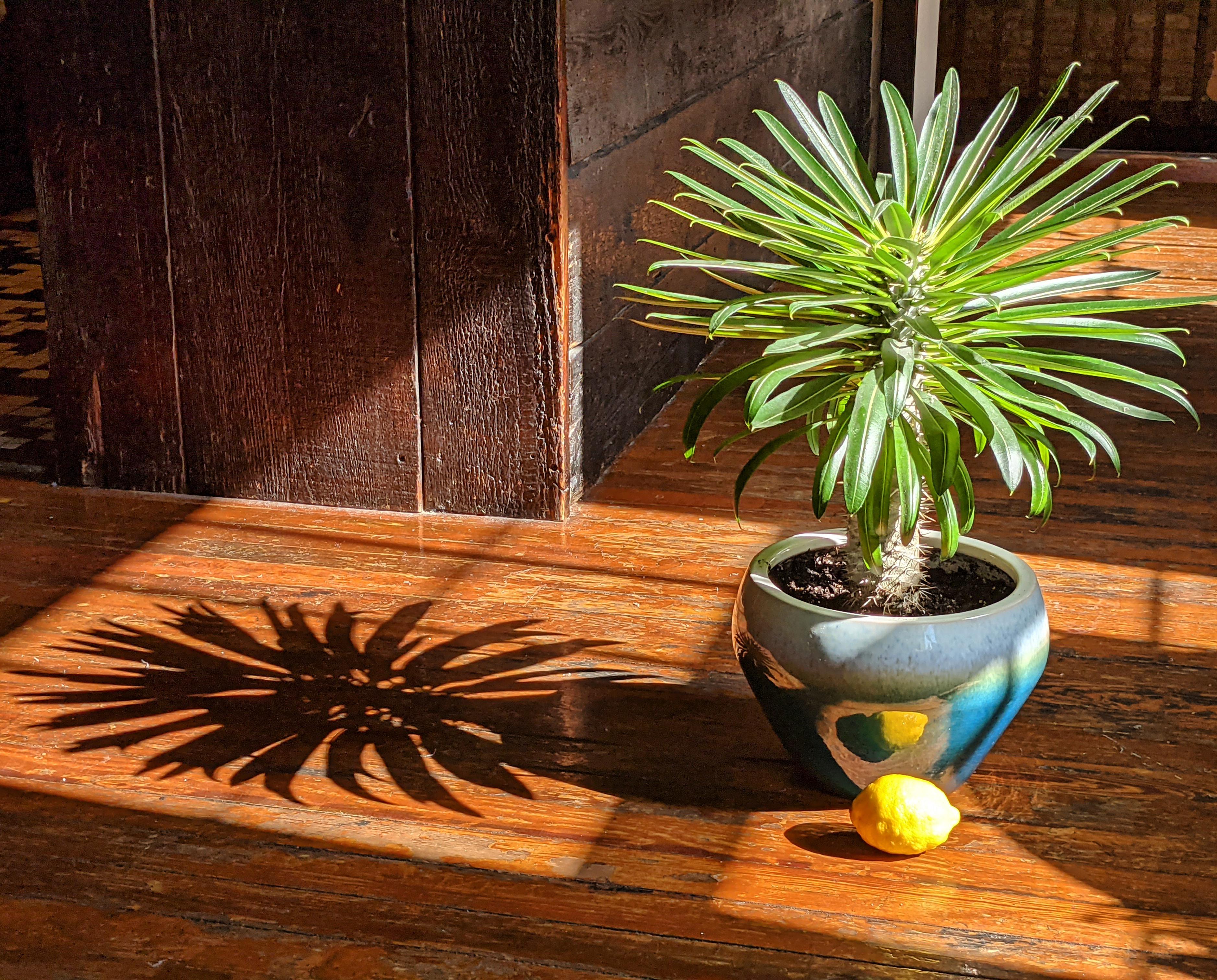Madagascar Palm. Lemon for scale. He's a spiky boi. | Scrolller