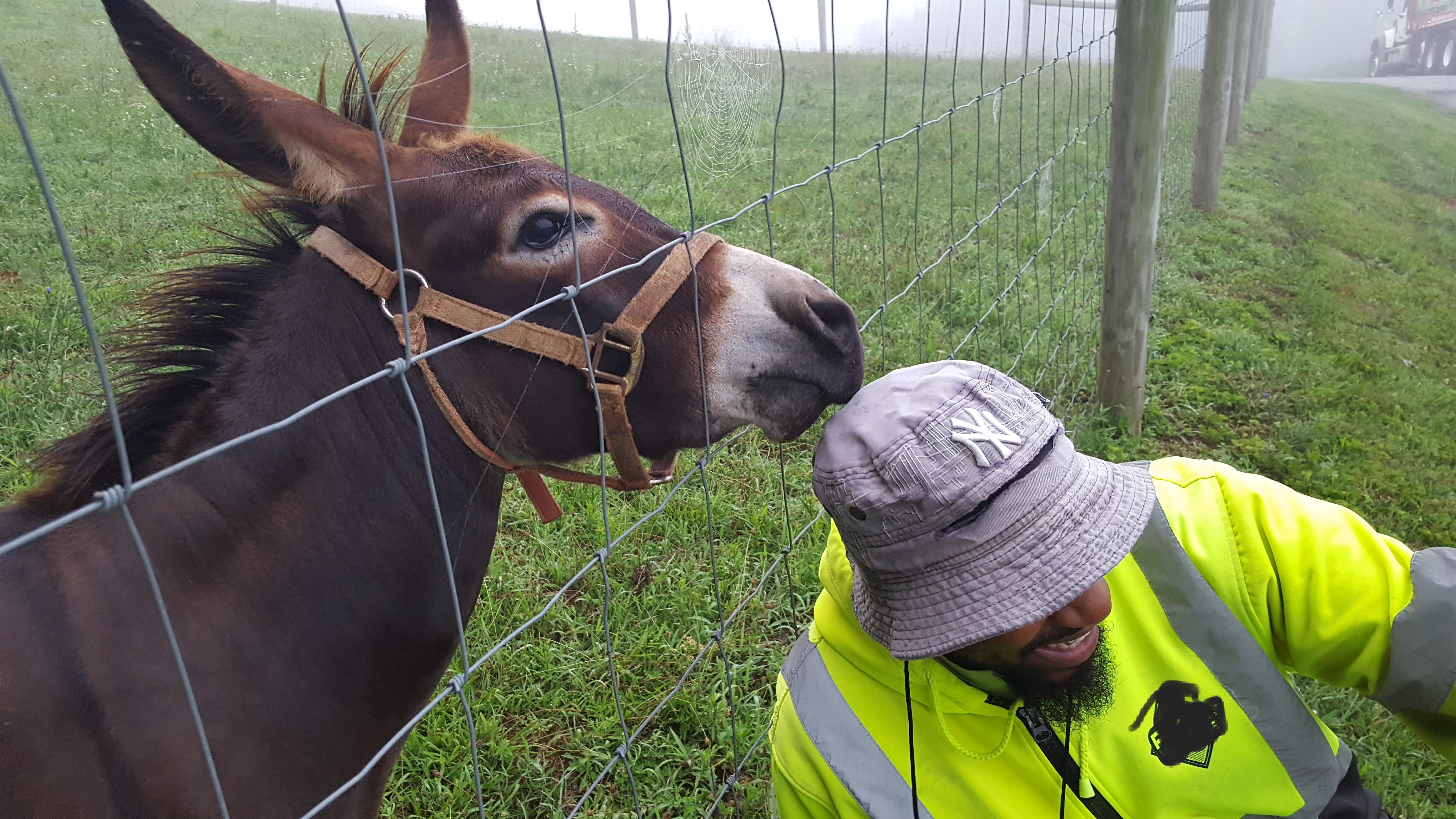 Is This A Donkey? | Scrolller