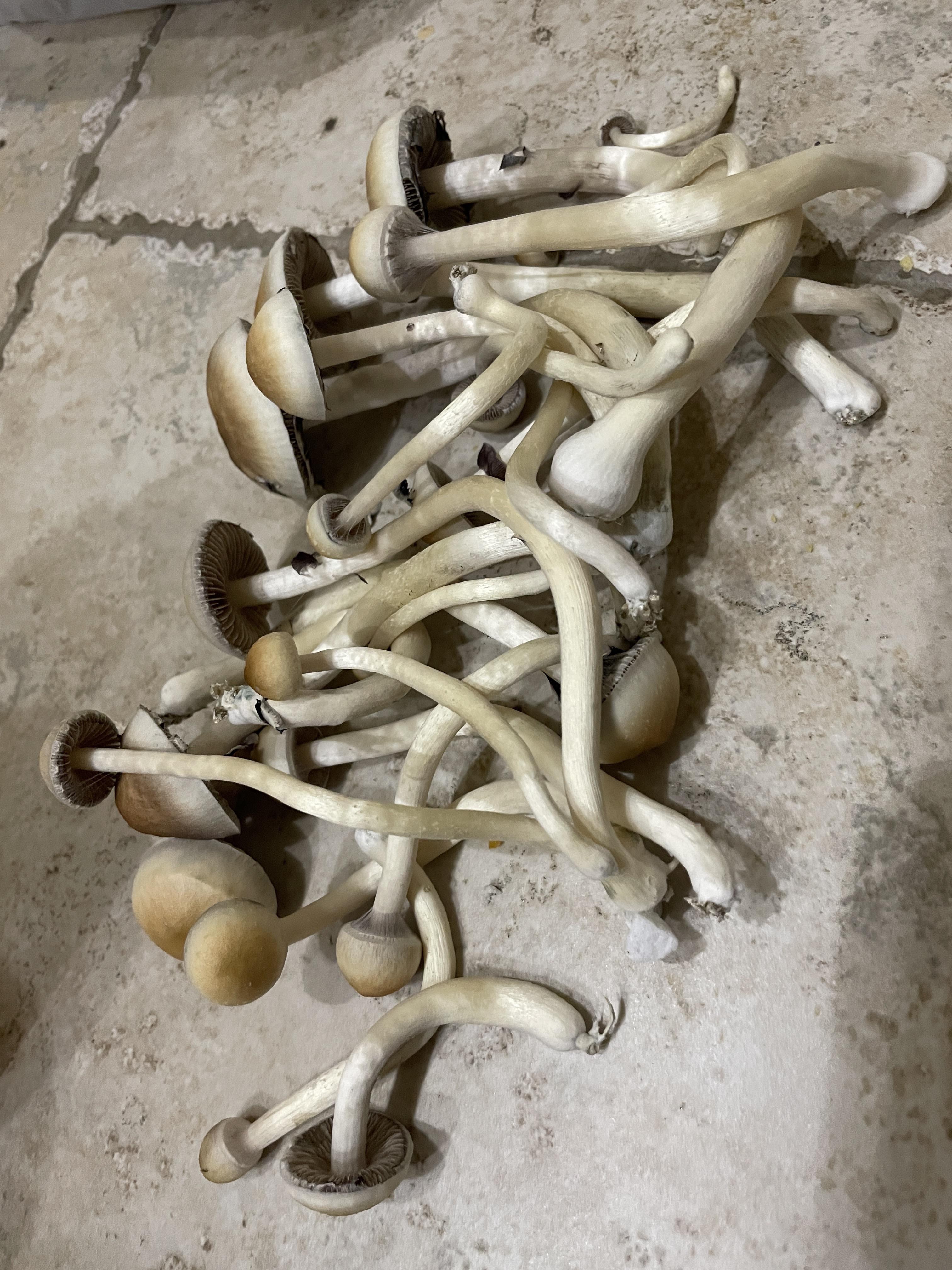 [Magic] Freshly Picked | Scrolller