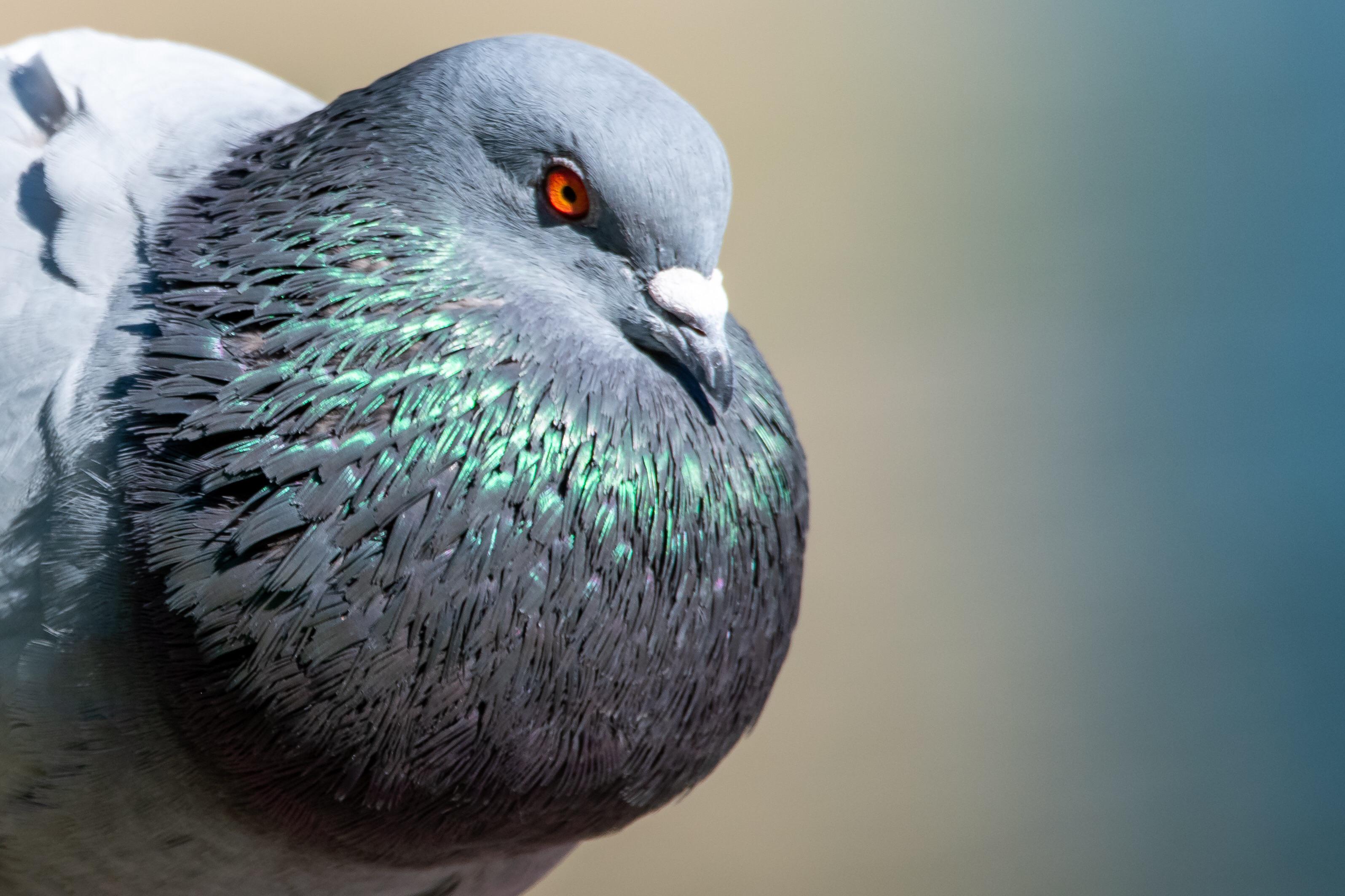 Majestic! | Scrolller