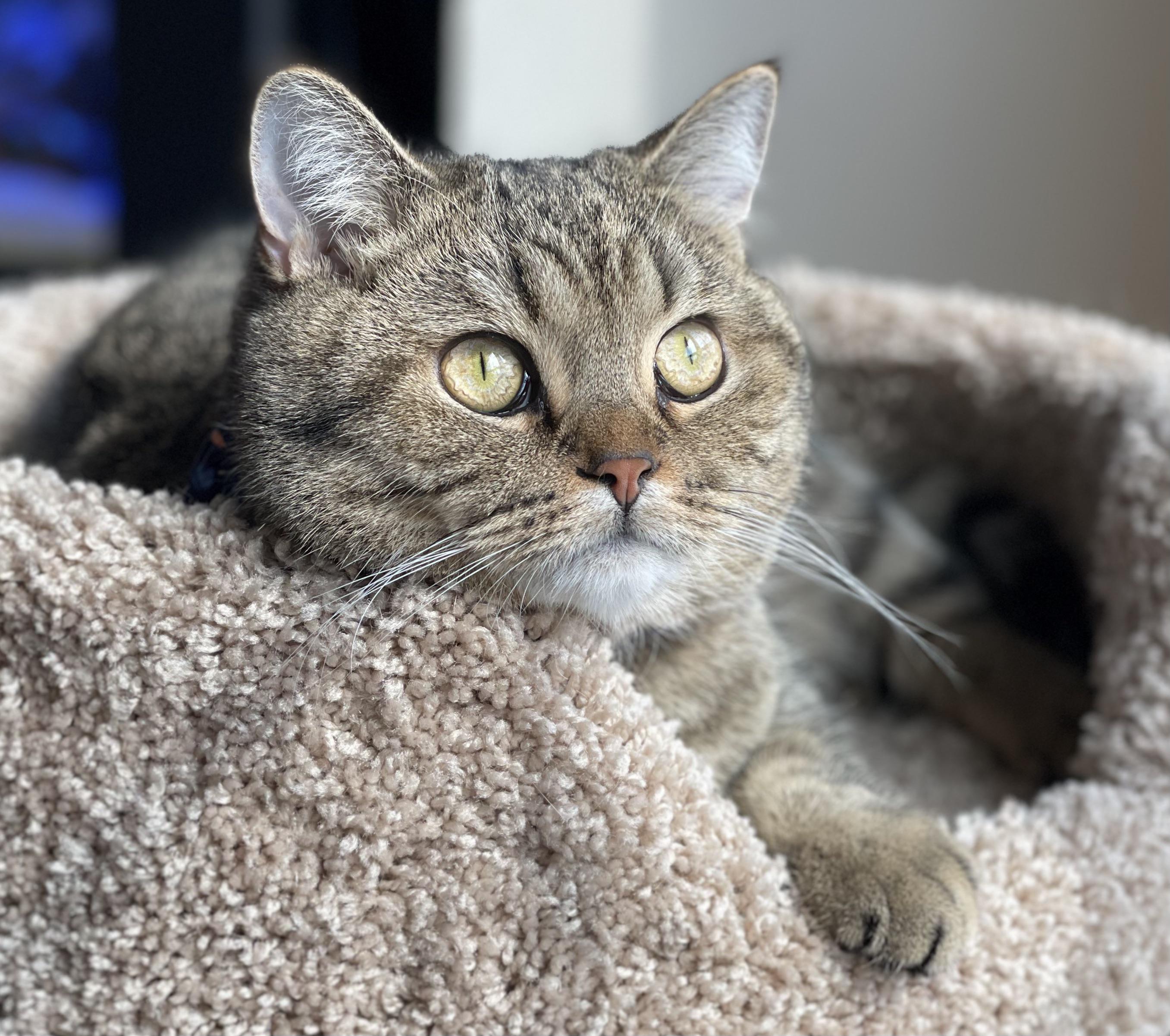 majestic catto | Scrolller