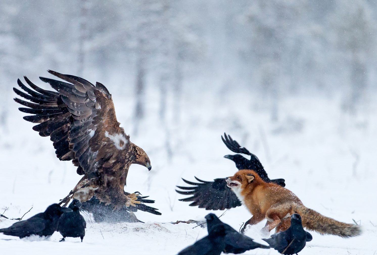 Make way for the "King of the Birds", the golden eagle. | Scrolller
