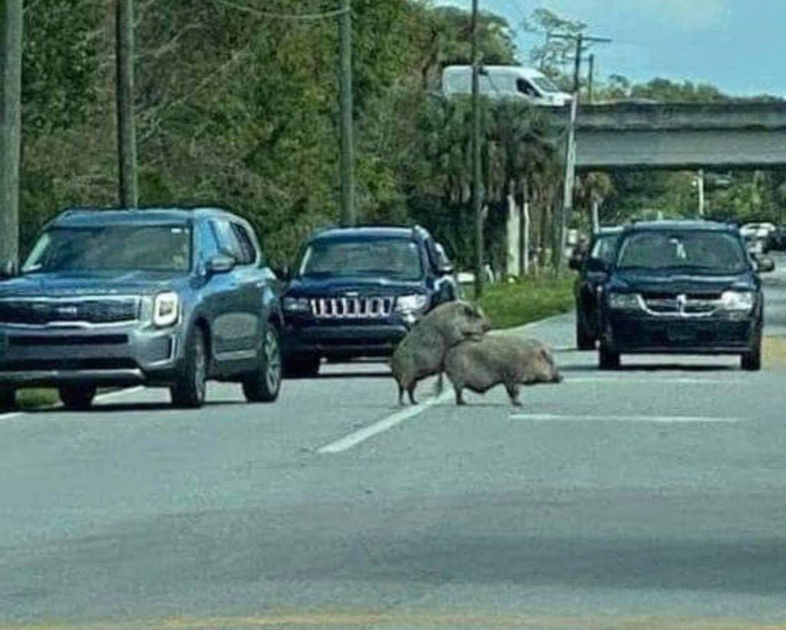 Makin’ Bacon | Scrolller