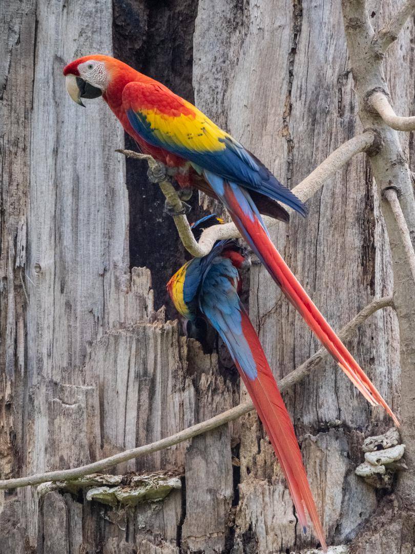 🔥 Male and female Scarlet Macaws, keeping an eye on their nest, inside a tree. [OC] | Scrolller