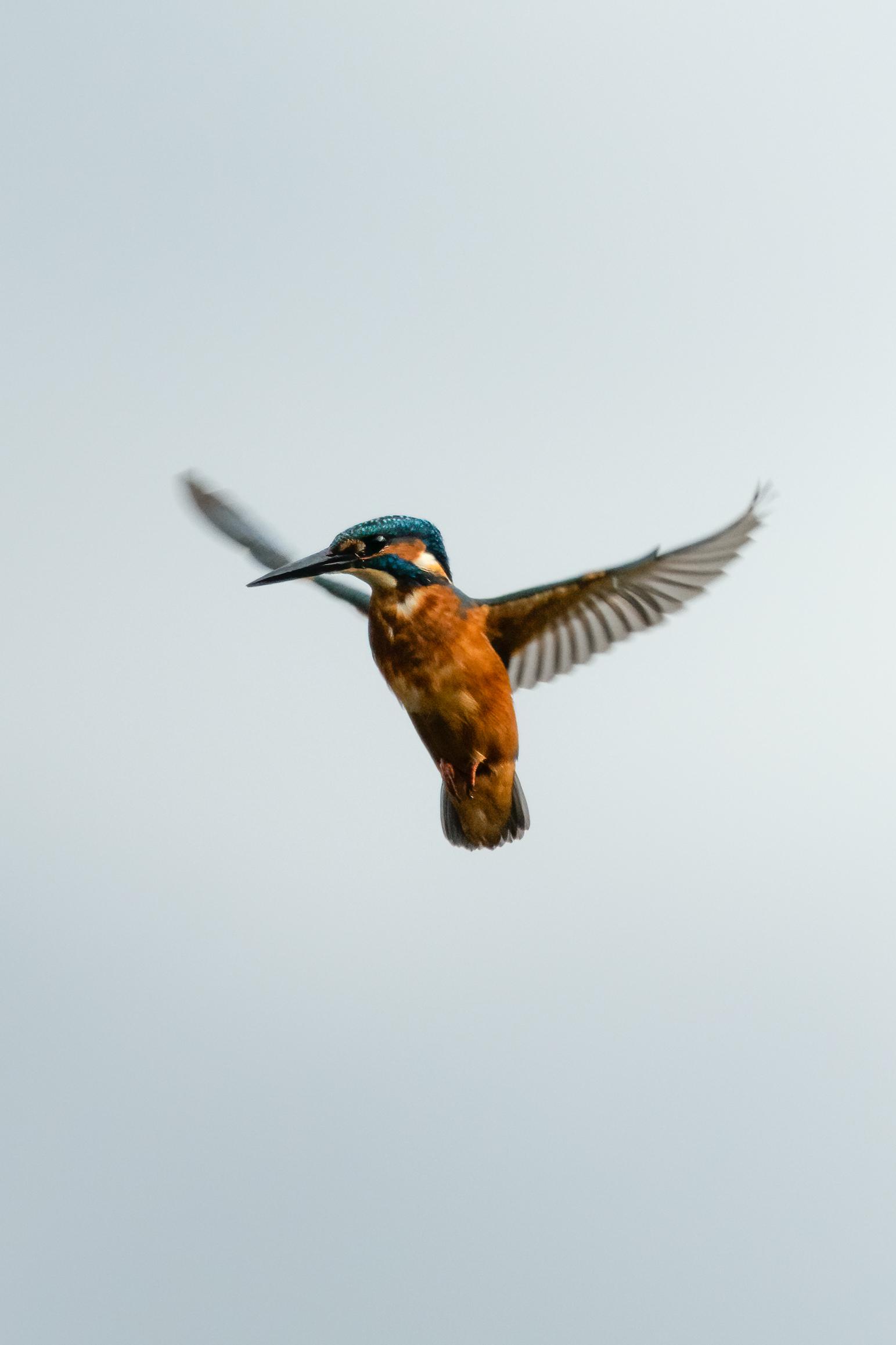 Male Kingfisher hovering | Scrolller