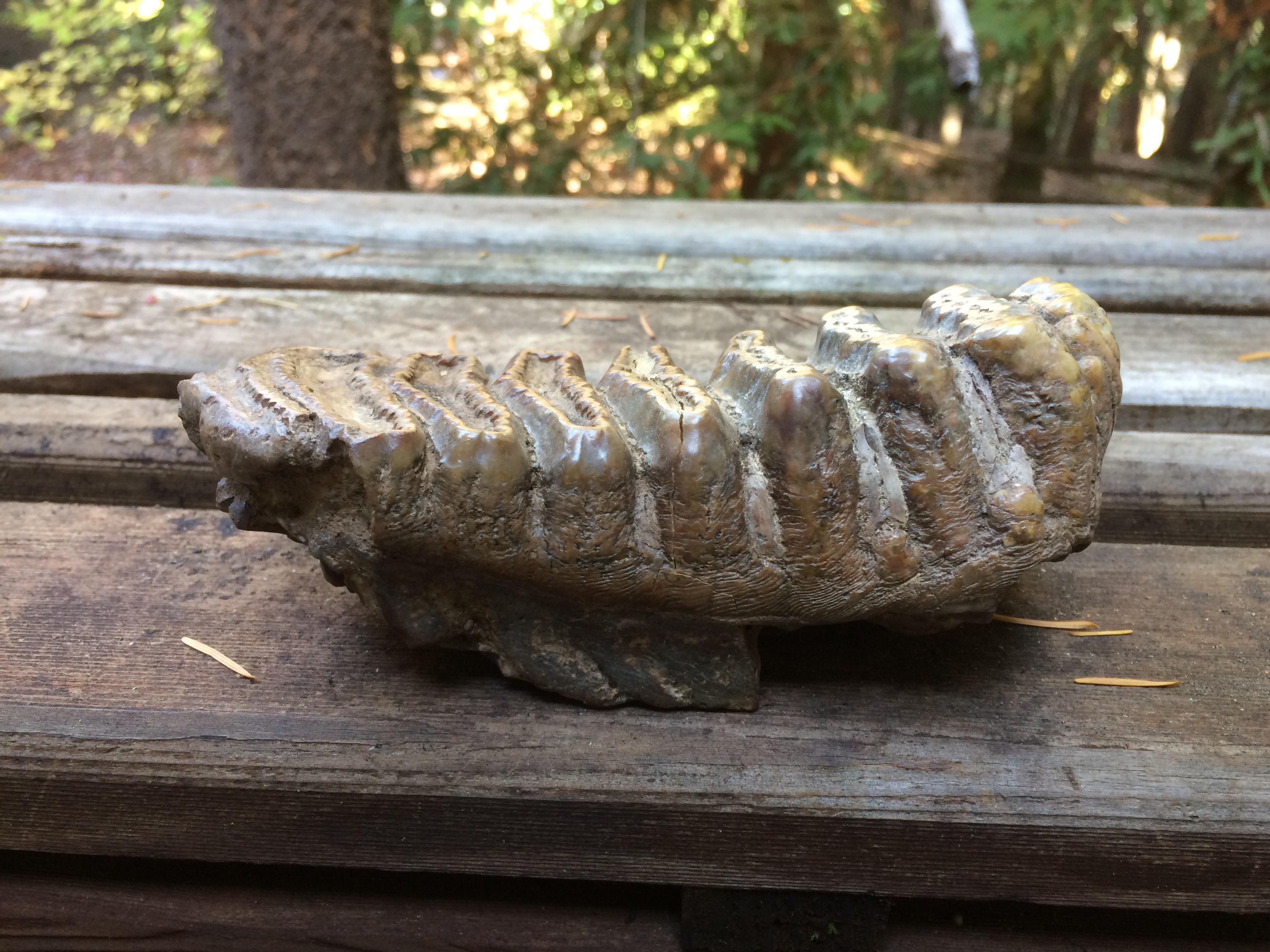 Mammoth , Stegodon, Mastodon tooth? | Scrolller