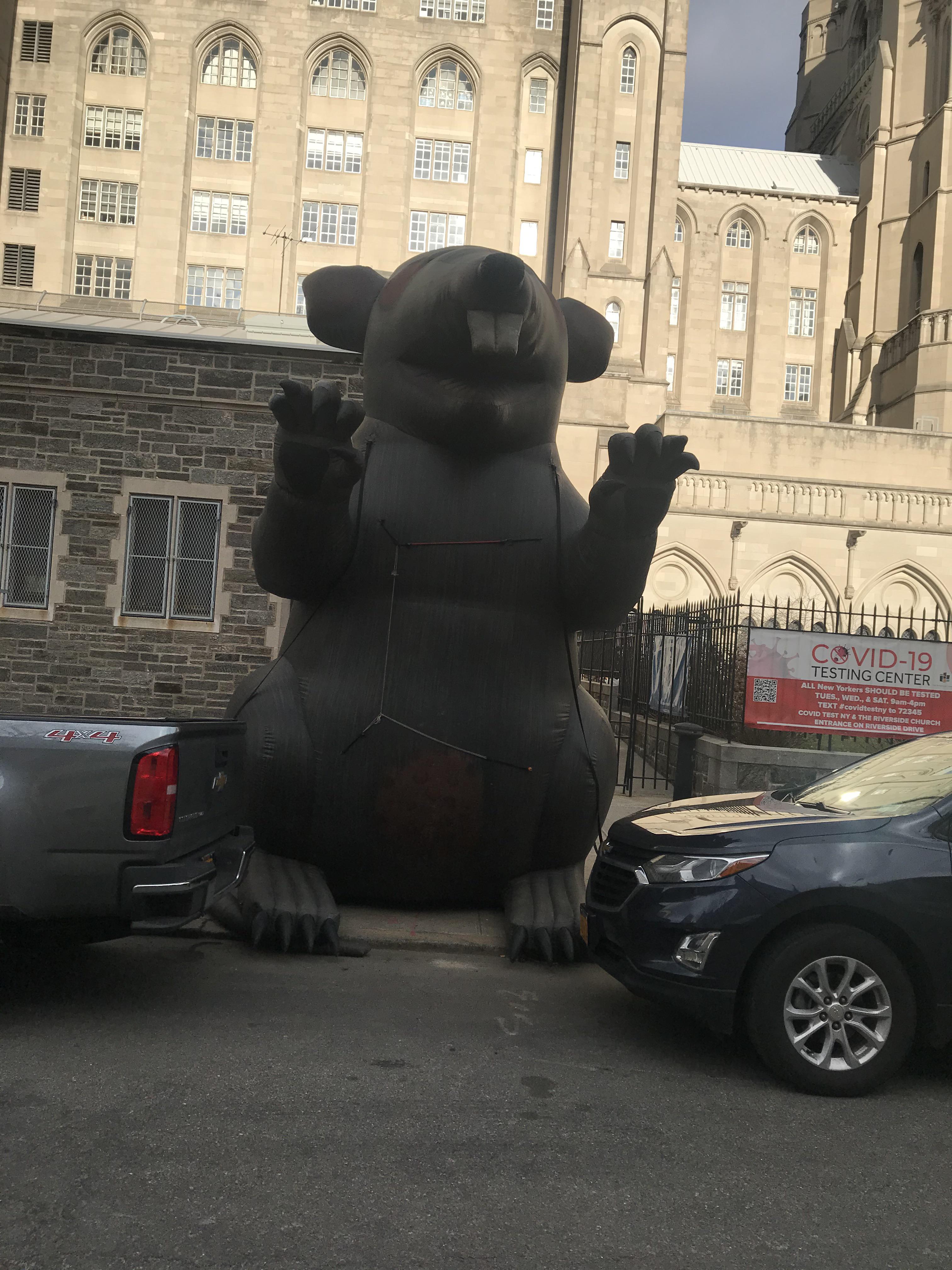 Managed to capture NYC’s ‘Huge’ Rat Problem | Scrolller