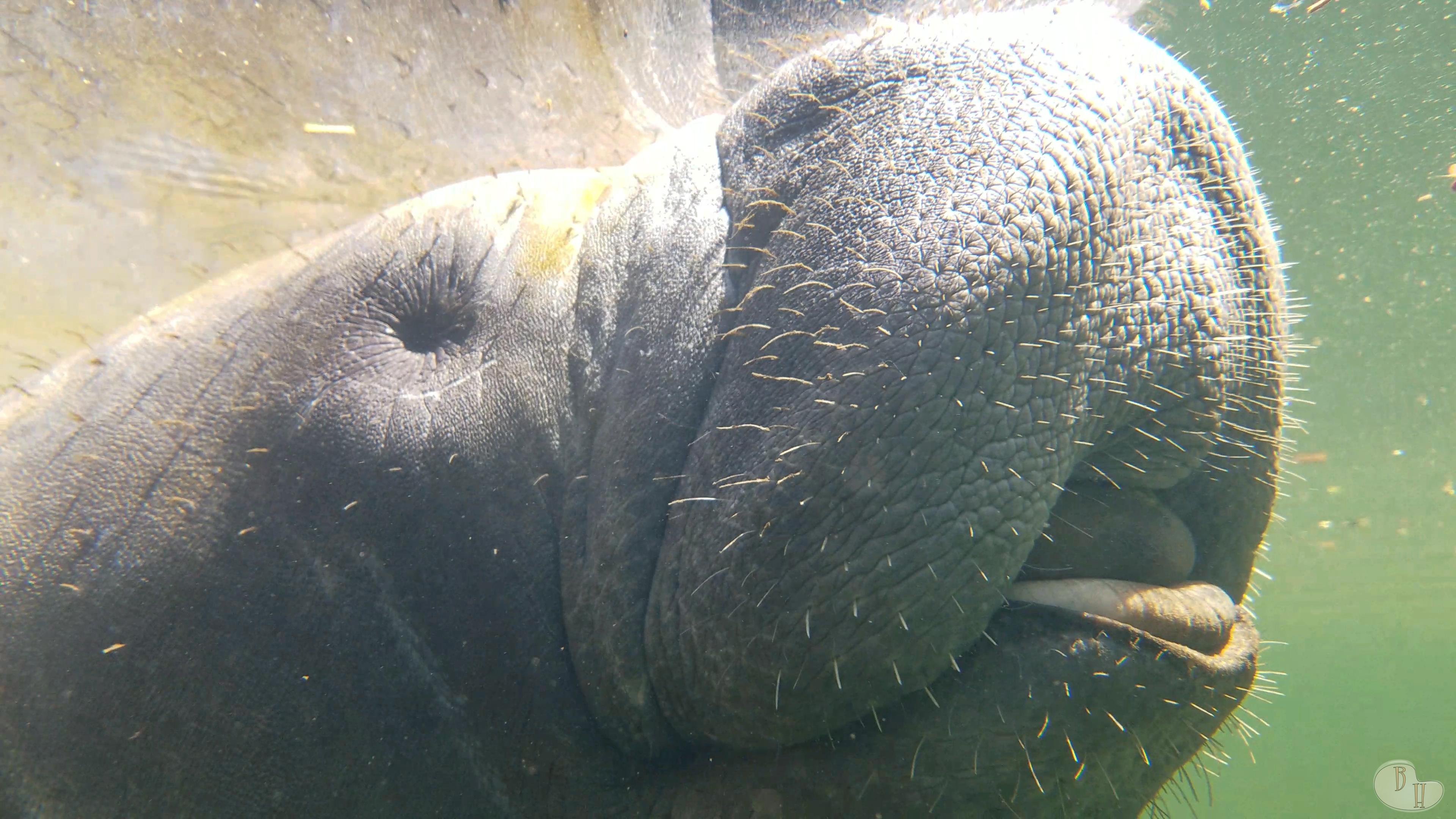 Manatee Blup | Scrolller