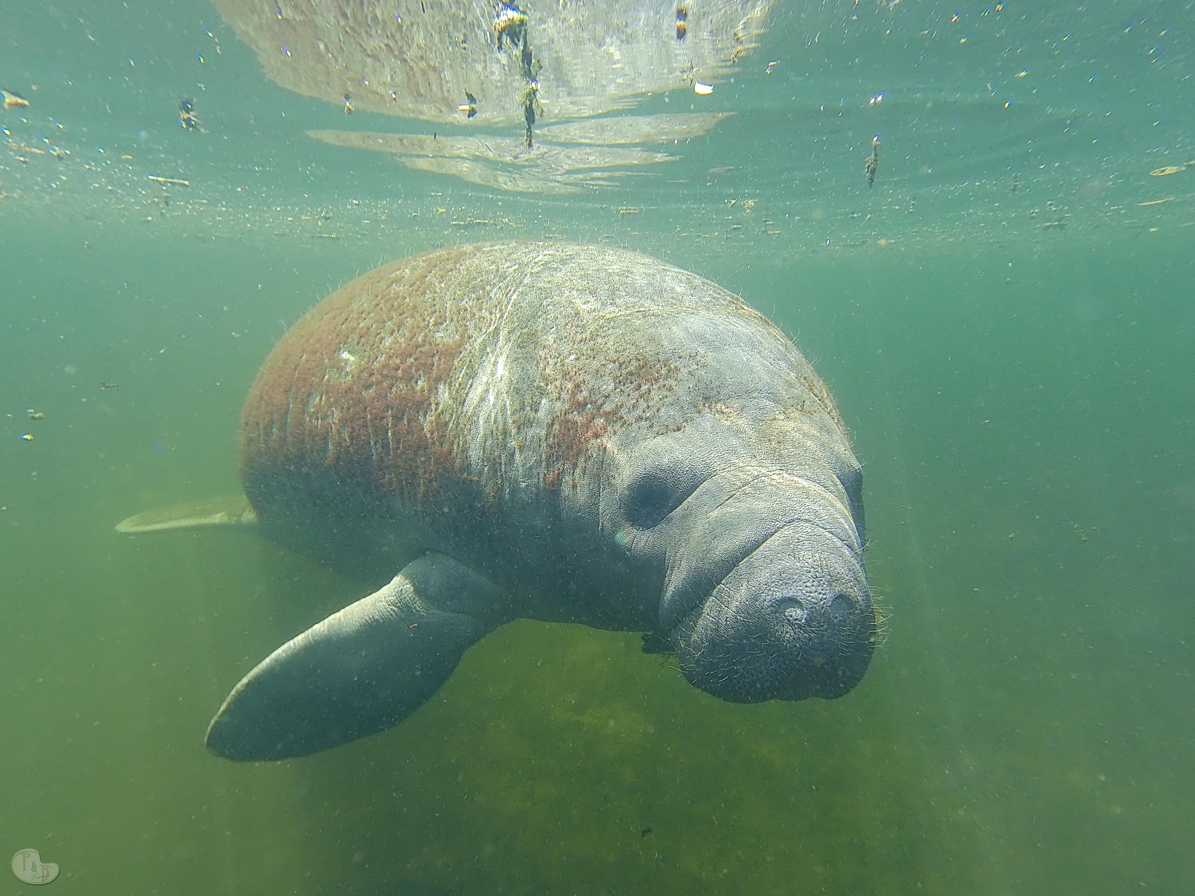 Manatee | Scrolller