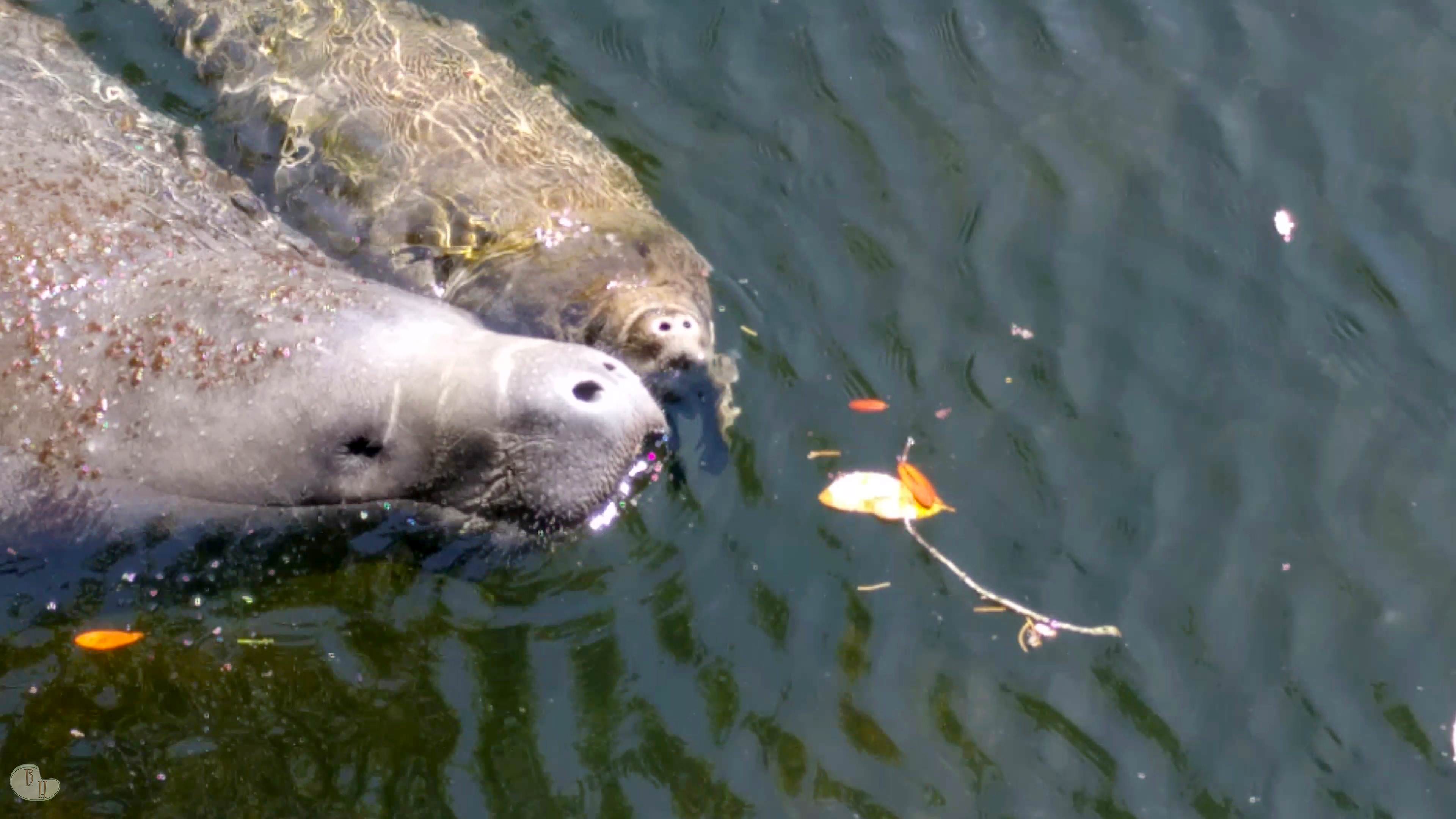 Manatees | Scrolller