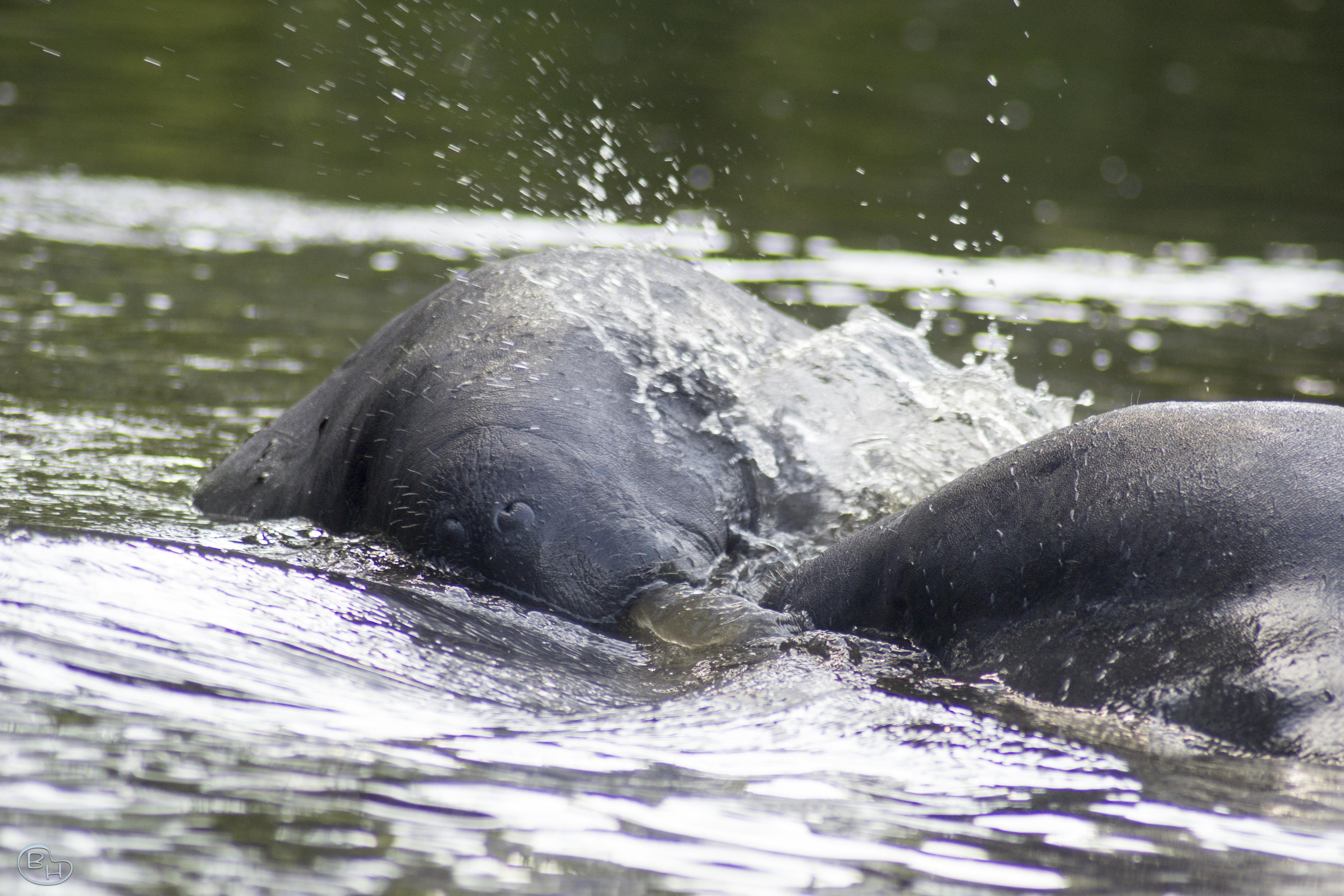 Manatees | Scrolller