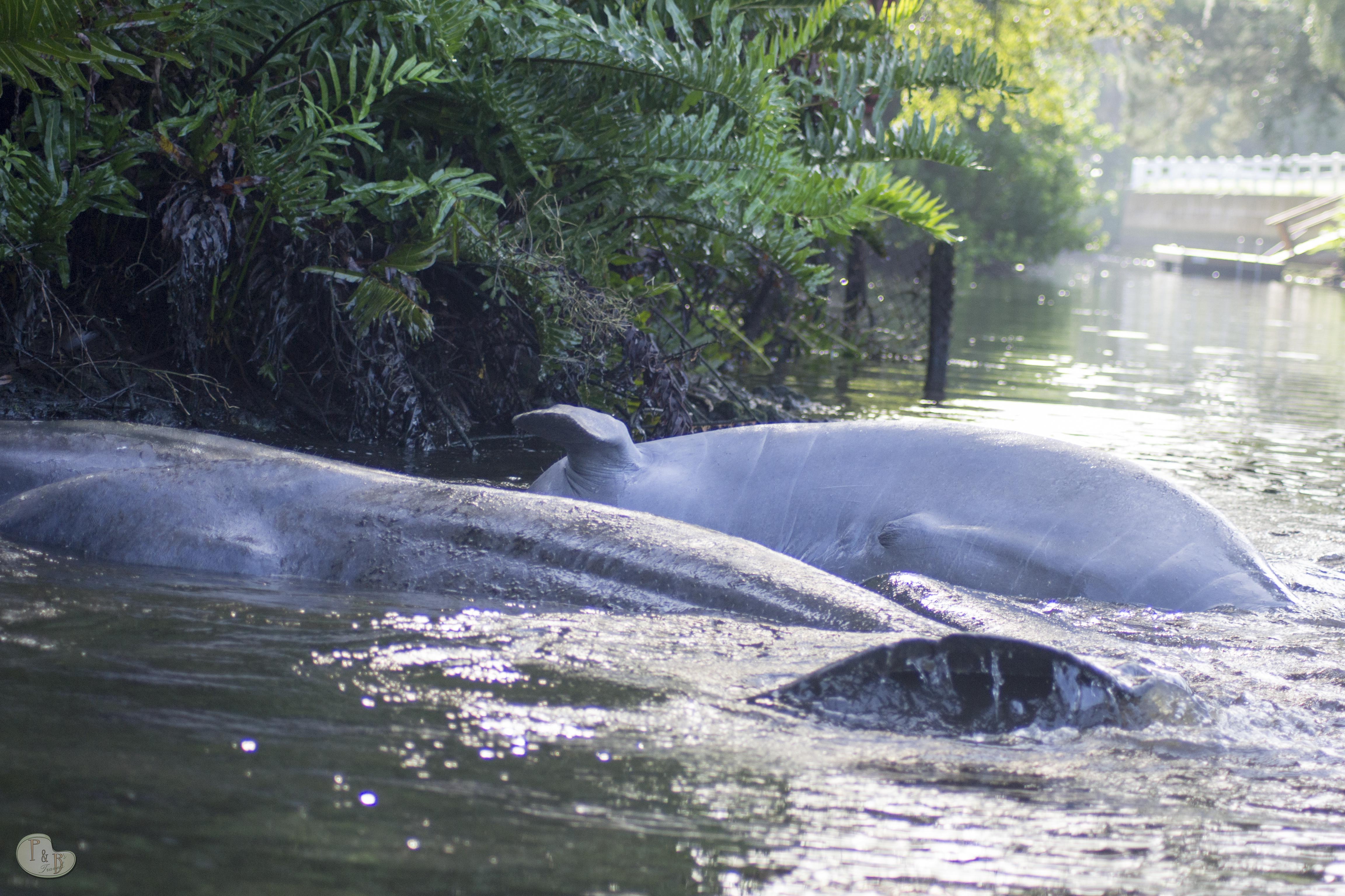 Manatees | Scrolller