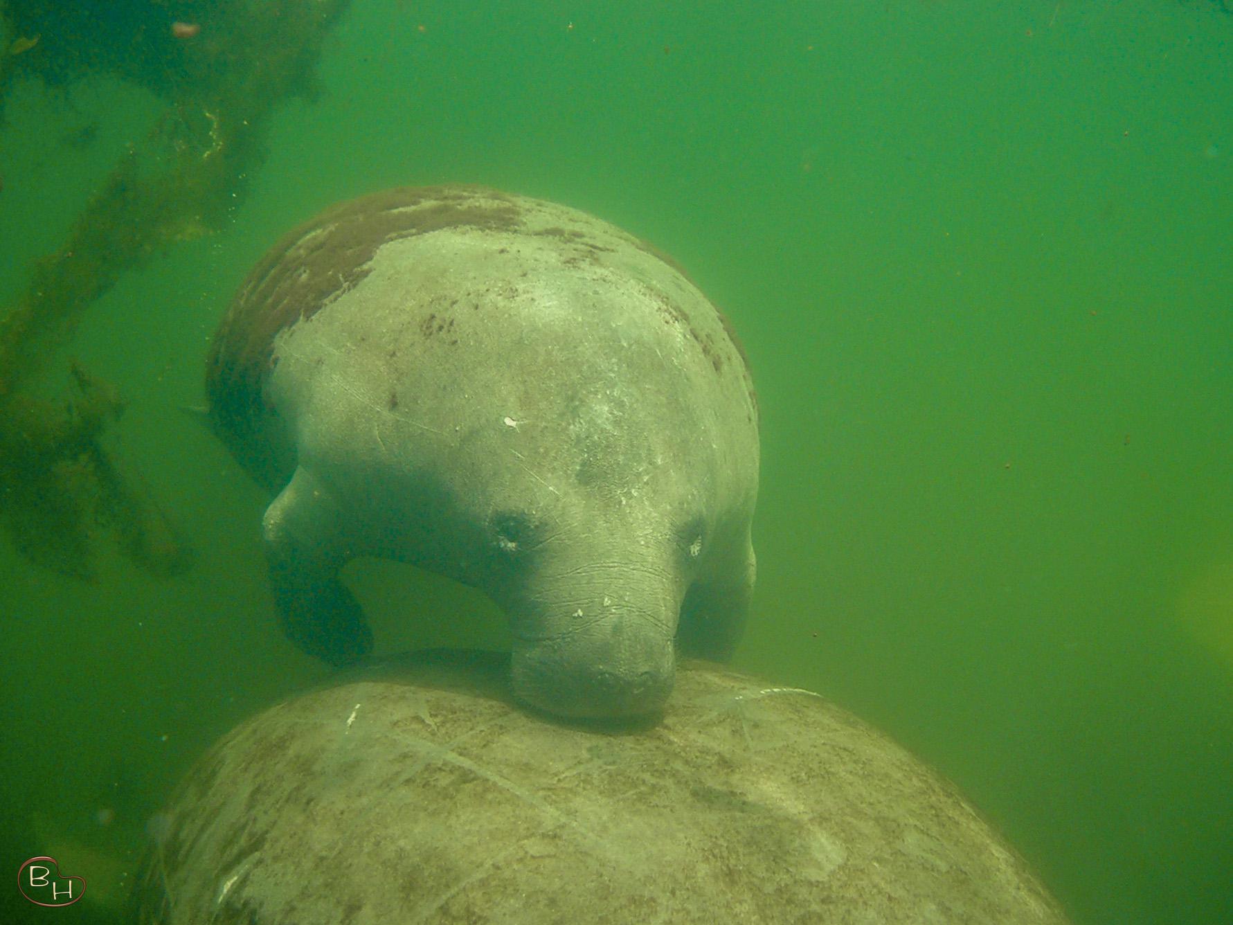 Manatees | Scrolller