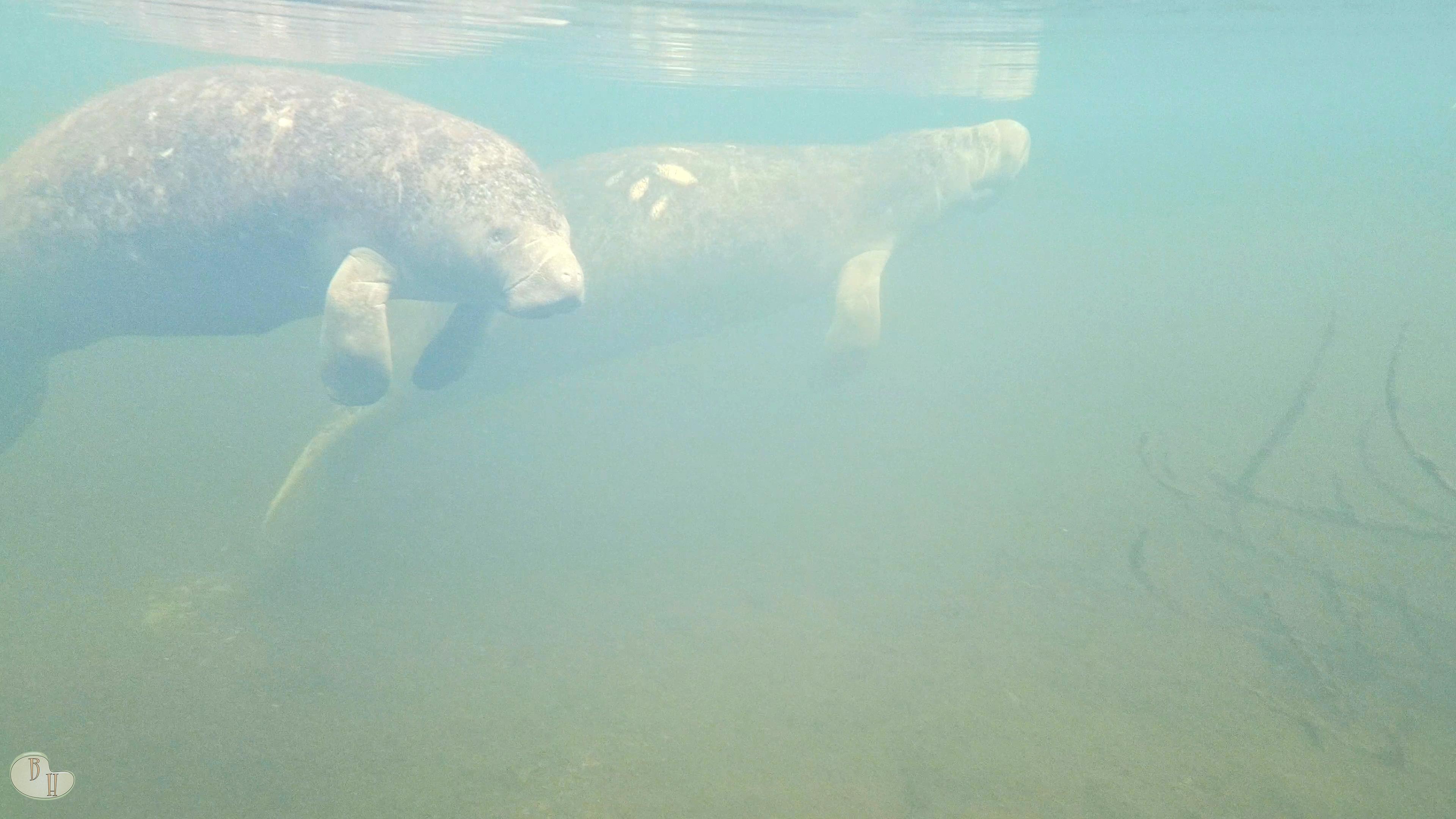 Manatees | Scrolller